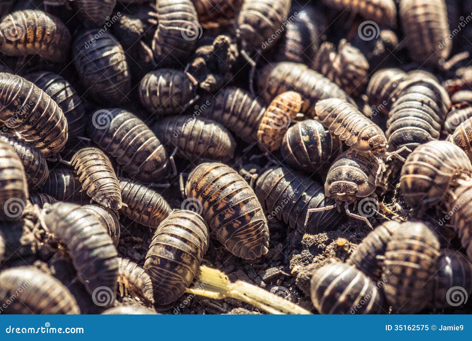 Roly Polies 01 stock image. Image of macro, close, dirt - 35162575
