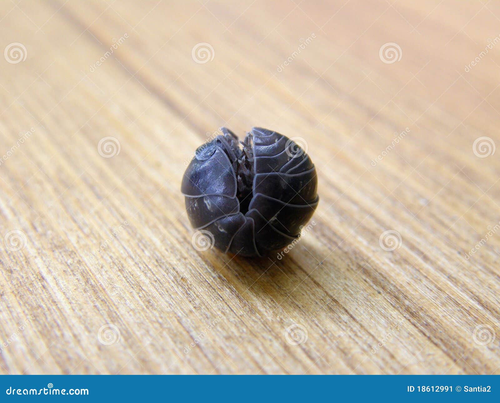 Roly-poly stock image. Image of vulgare, poly, legs, isopod - 18612991