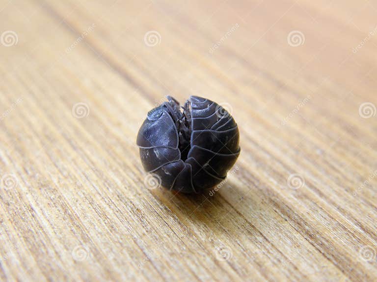 Roly-poly stock image. Image of vulgare, poly, legs, isopod - 18612991