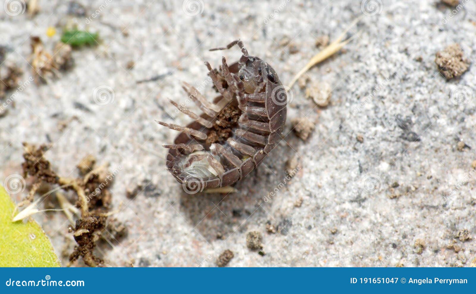 Roly poly on its back stock image. Image of roly, curled - 191651047
