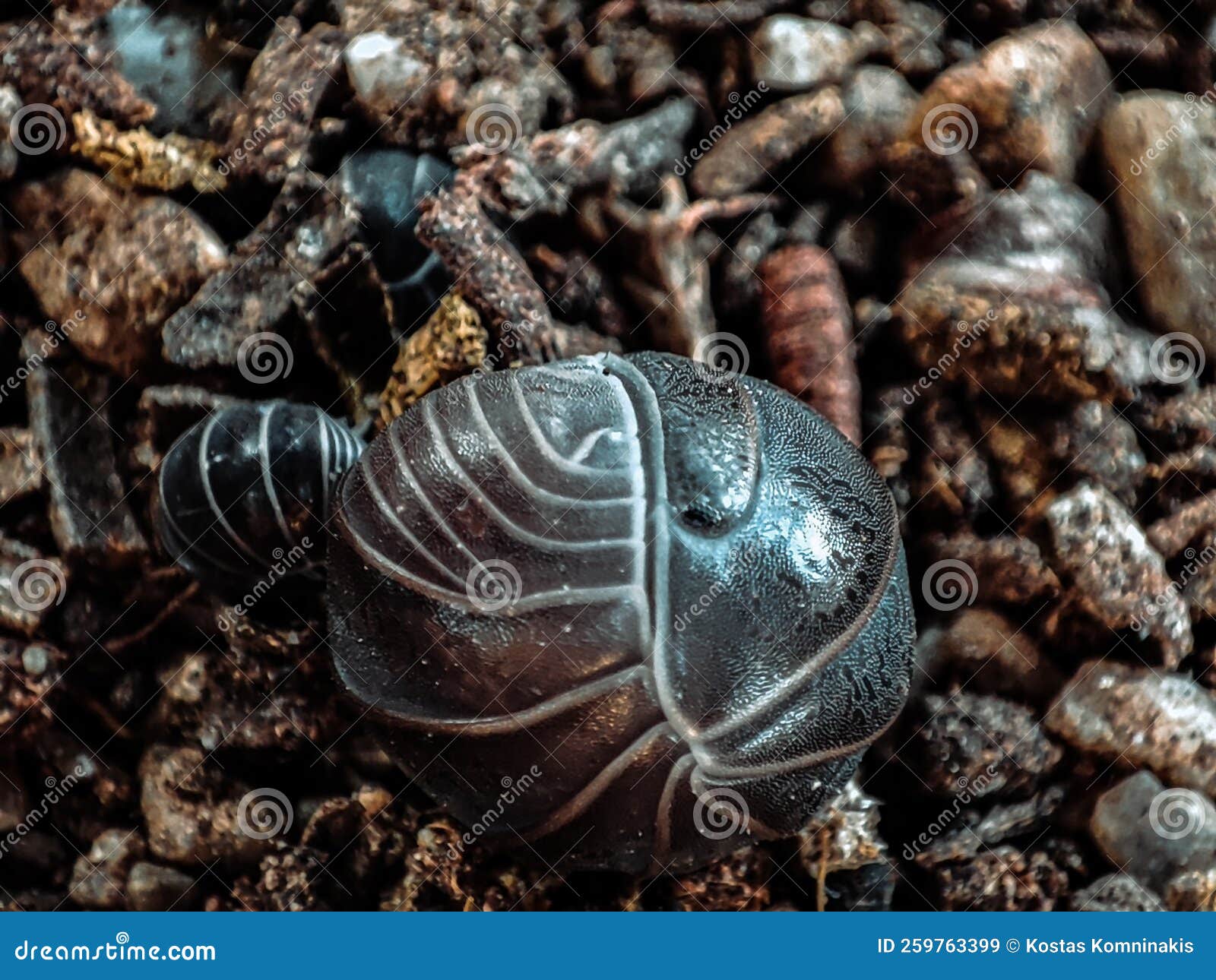 Roly - poly shy stock image. Image of produce, people - 259763399