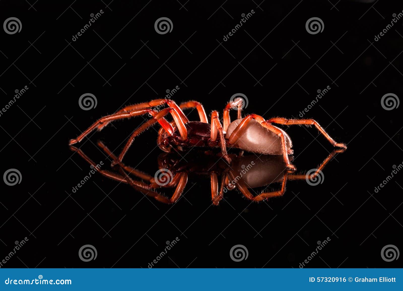 Roly Poly Spider on Black with Reflection Stock Photo - Image of ...