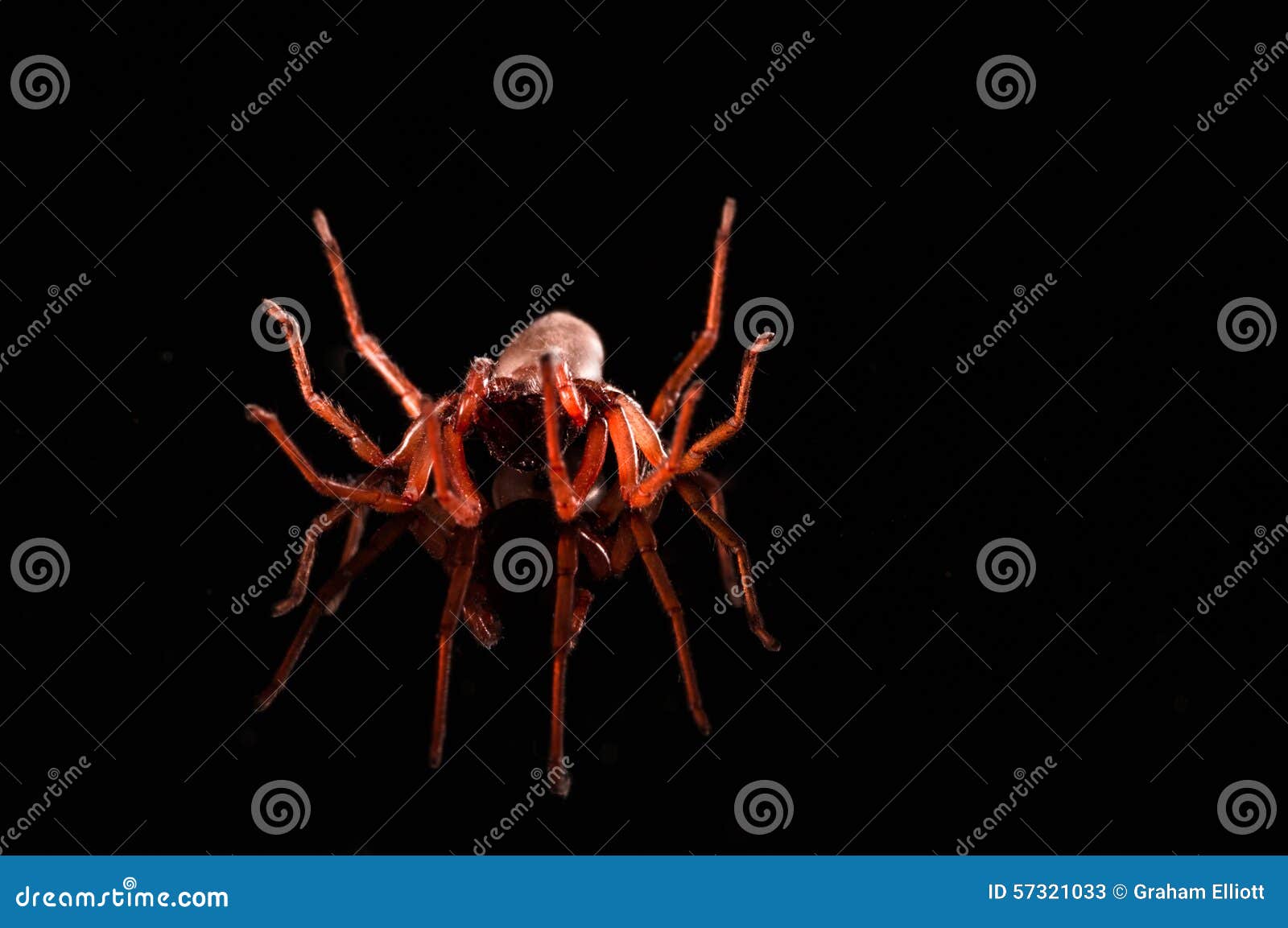 Roly Poly Spider on Black with Reflection Stock Image - Image of ...
