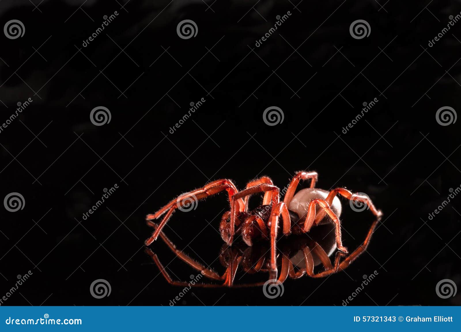 Roly Poly Spider on Black with Reflection Stock Image - Image of insect ...