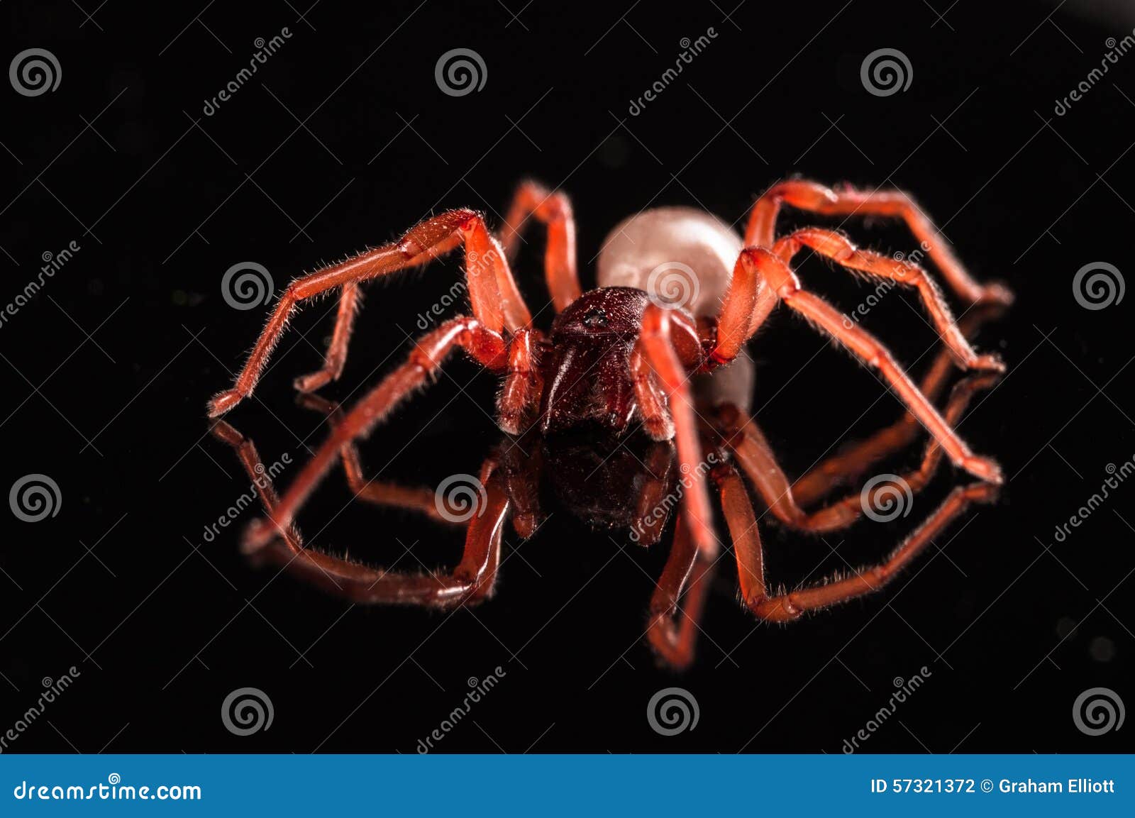 Roly Poly Spider on Black with Reflection Stock Photo - Image of beetle ...