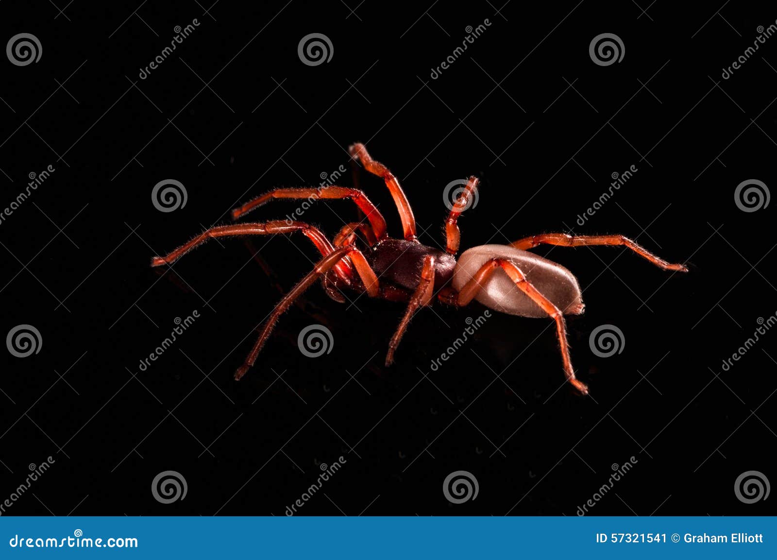 Roly Poly Spider on Black with Reflection Stock Image - Image of beetle ...