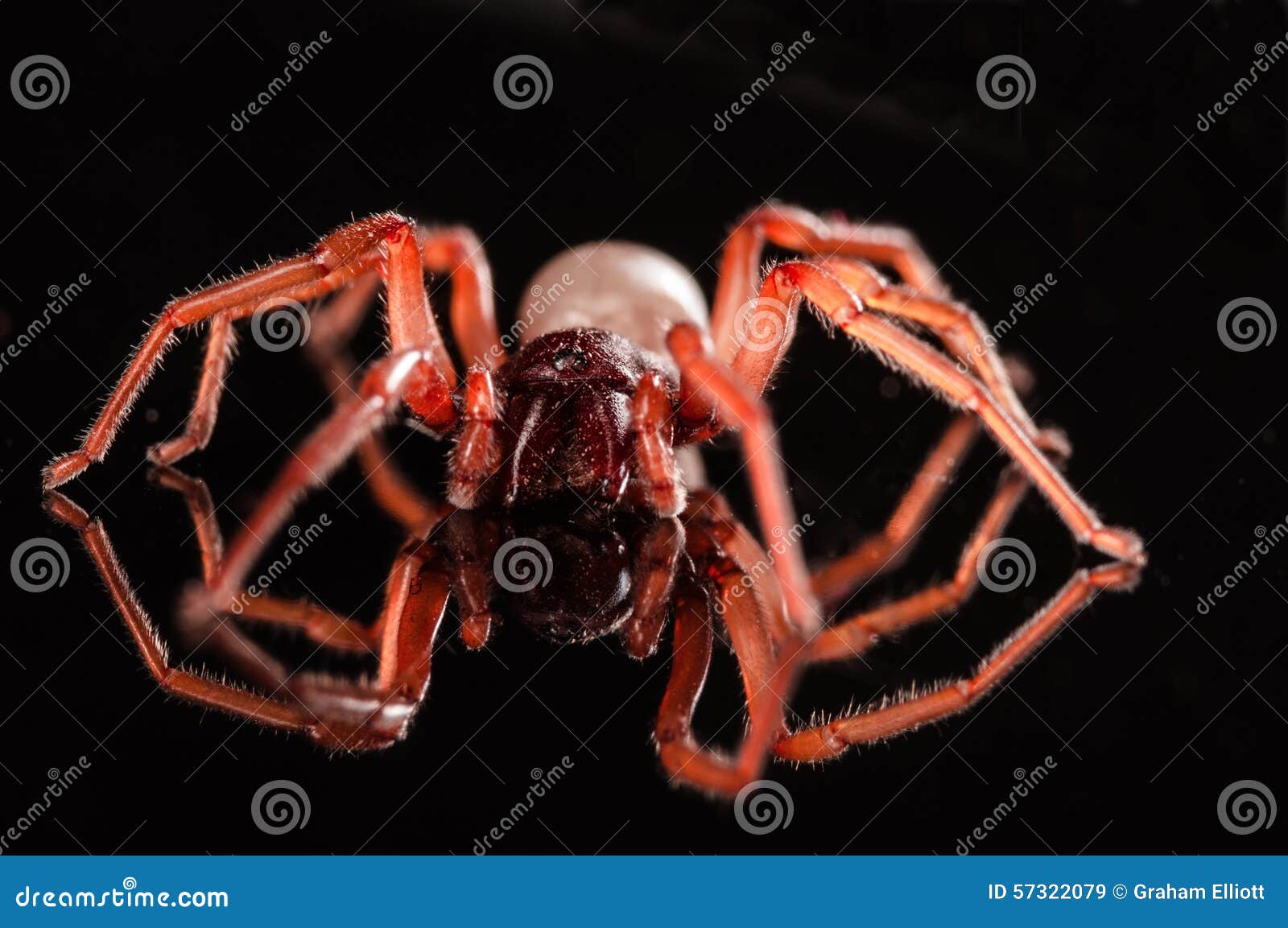 Roly Poly Spider Isolated on Black with Reflection Stock Image - Image ...