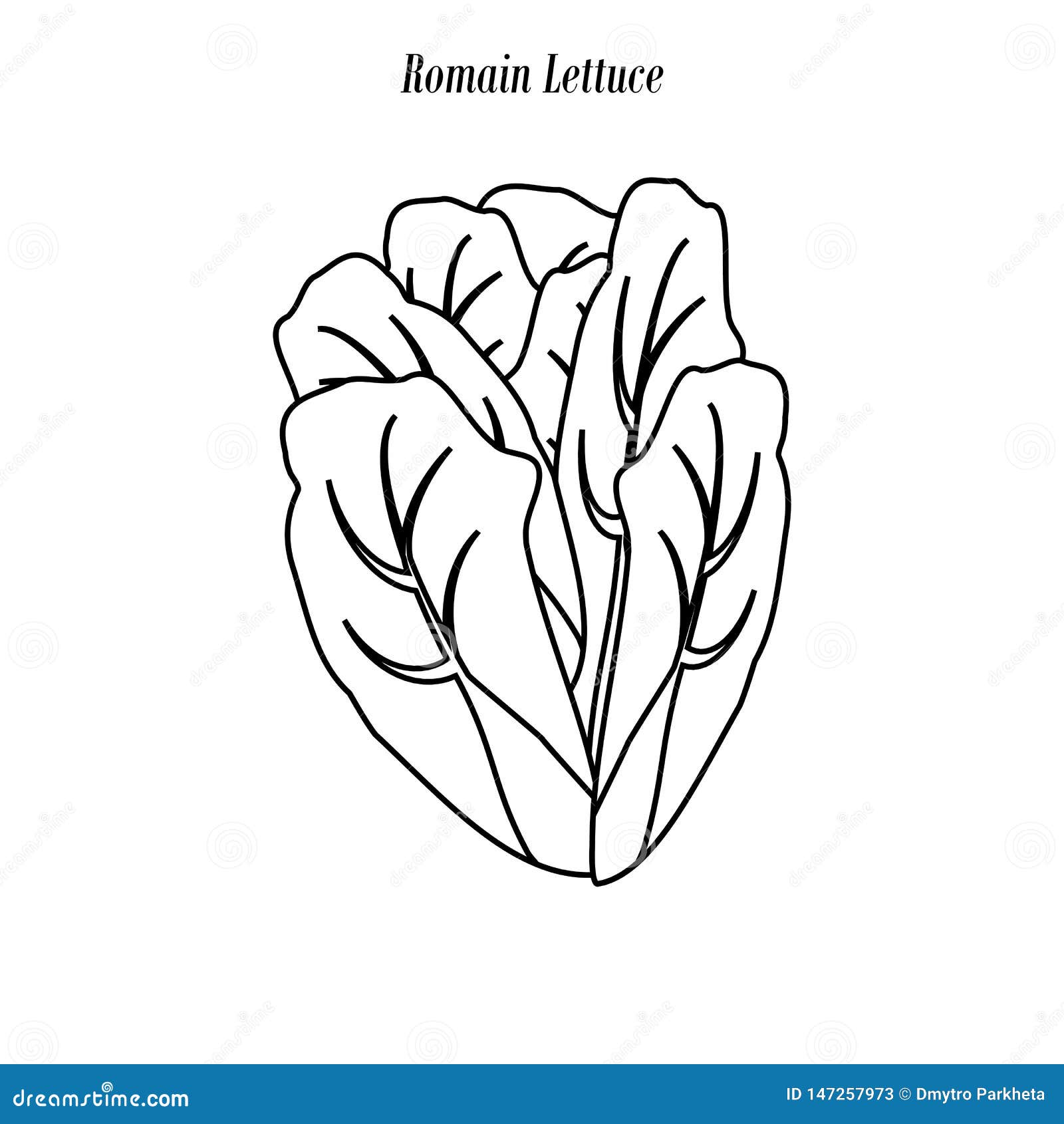 Lettuce Illustration, Drawing, Engraving, Ink, Line Art, Vector ...