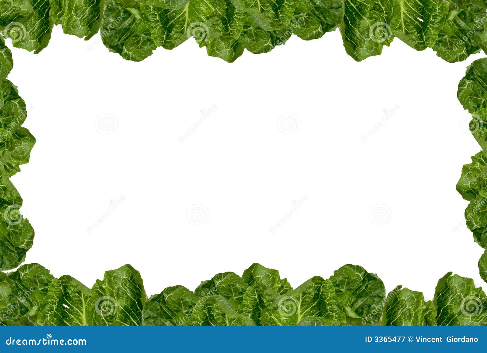 Romaine lettuce frame stock image. Image of romaine, vegetable - 3365477