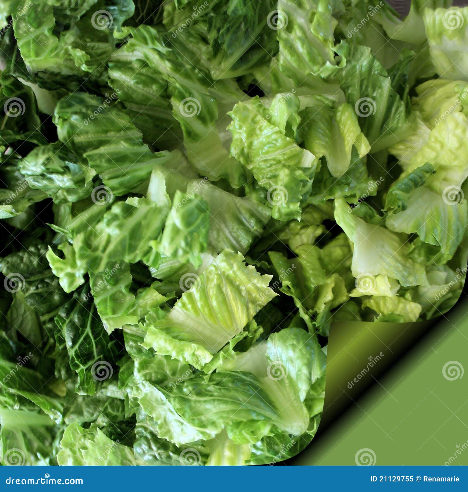 Romaine Lettuce - Recipe Page Stock Image - Image of ingredients ...