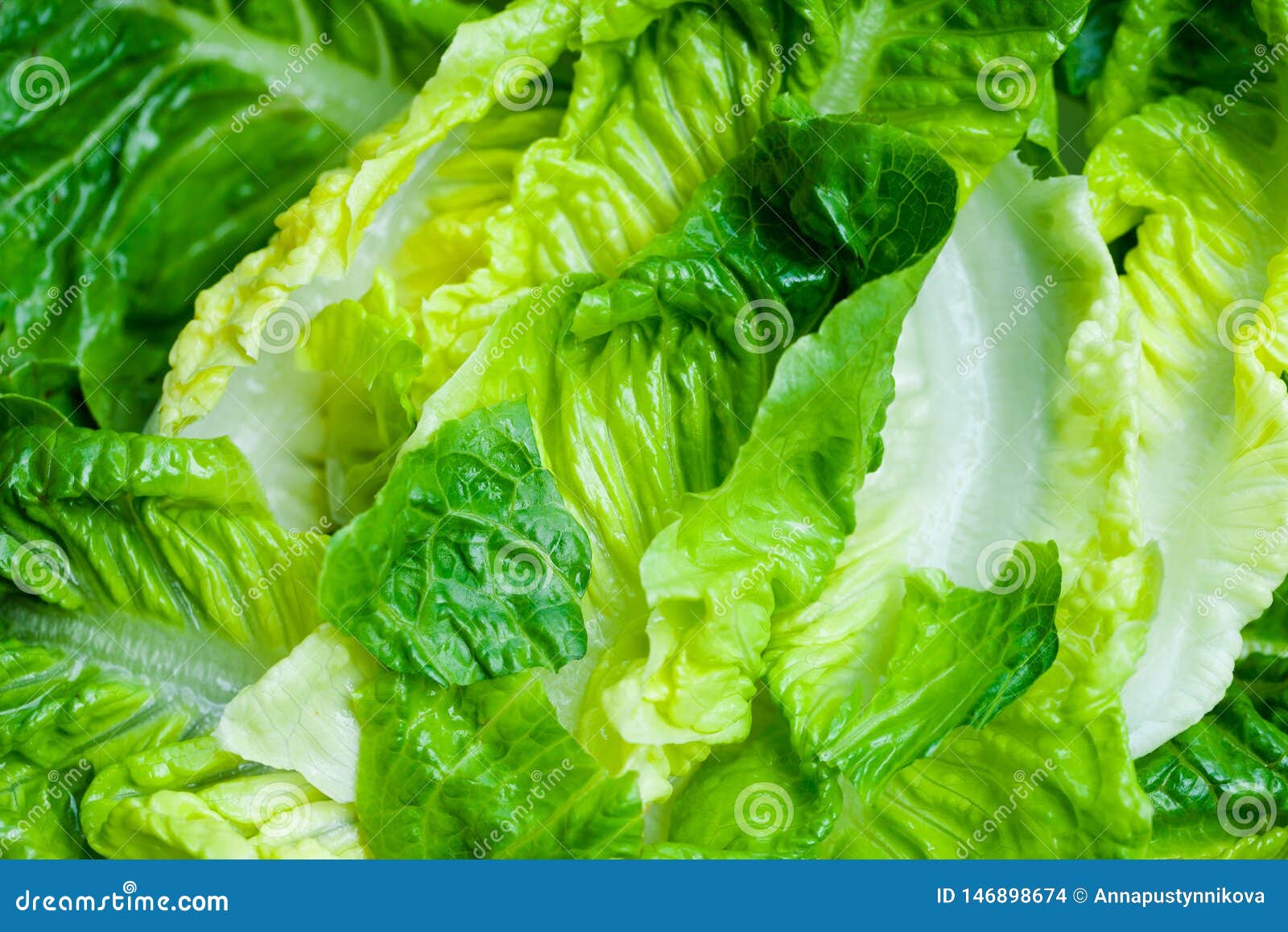 Romaine Lettuce Salad Close Up. Top View. Stock Photo - Image of diet ...