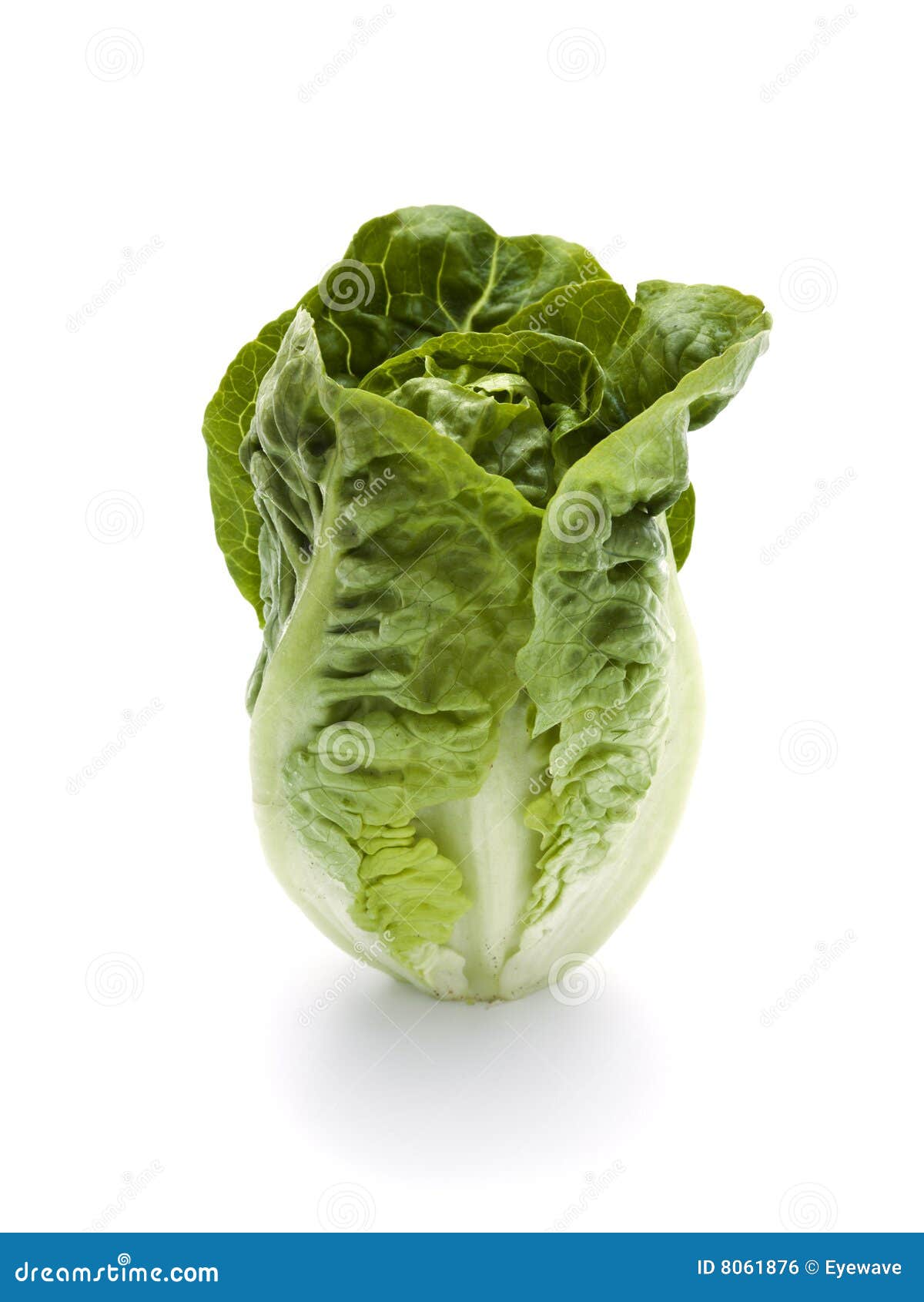 Romaine lettuce standing stock photo. Image of green, lettuce - 8061876