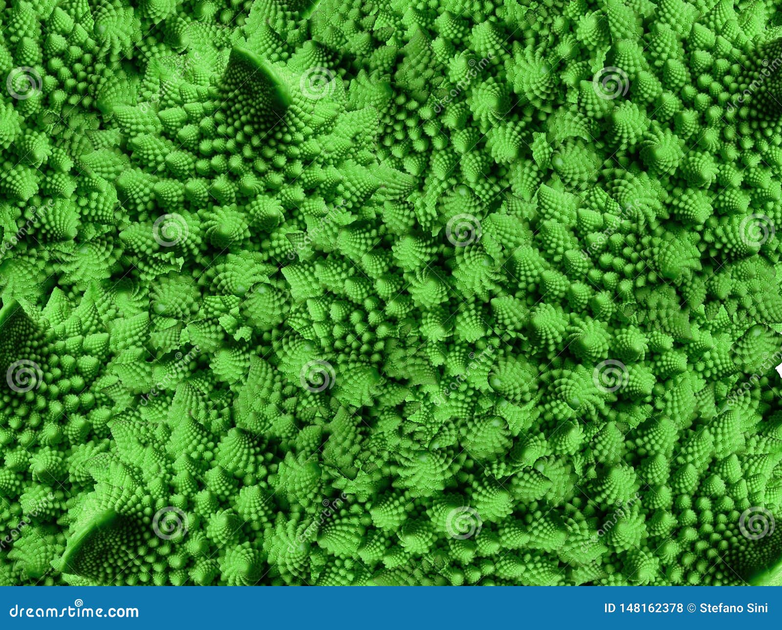 Roman cabbage stock photo. Image of roman, cabbage, vegetable - 148162378