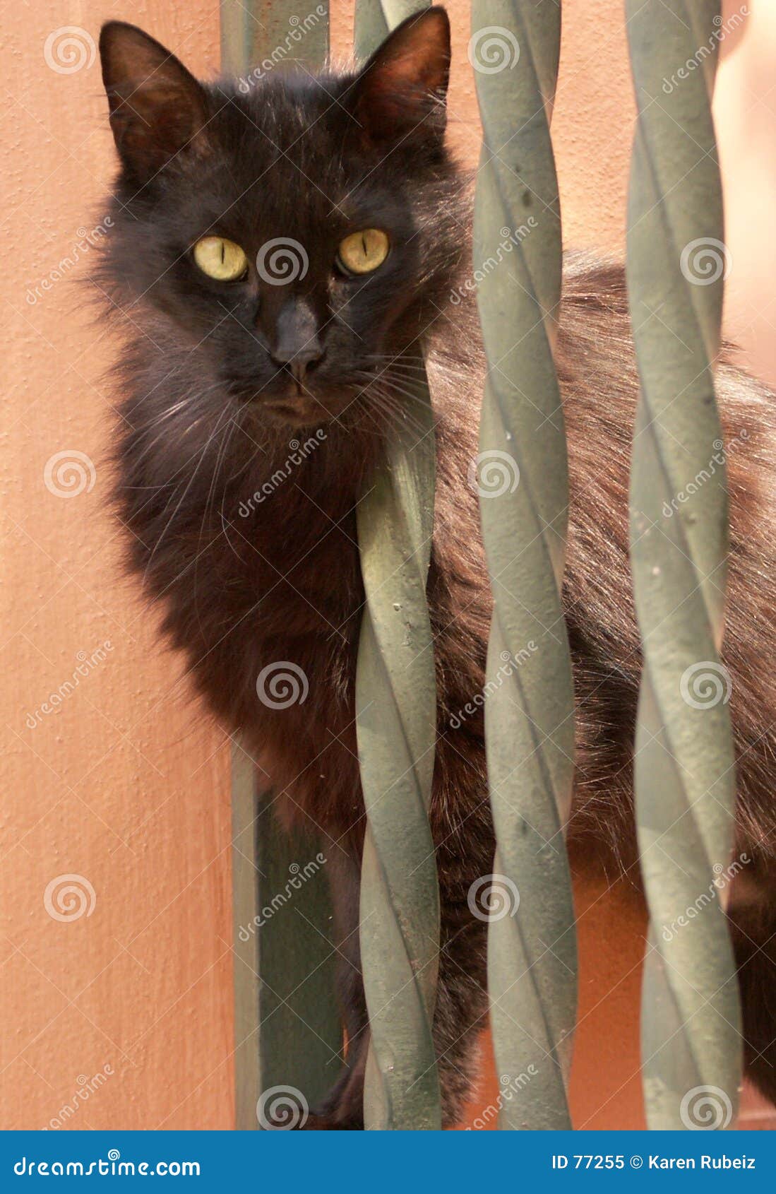 Roman cat stock image. Image of kitty, black, ears, iron - 77255
