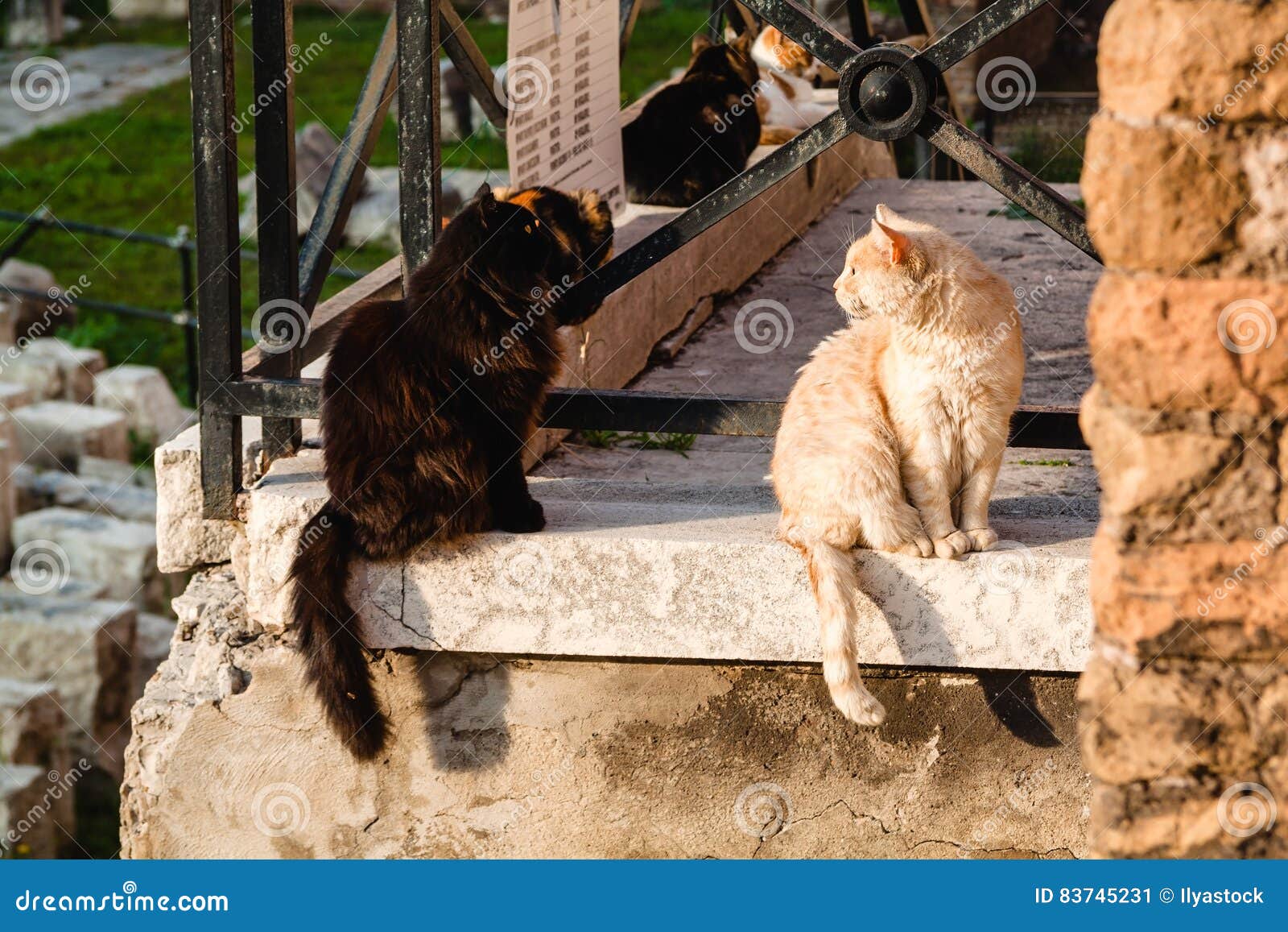 Roman Cats Sitting on Ancient Ruins. Italy Stock Image - Image of ...