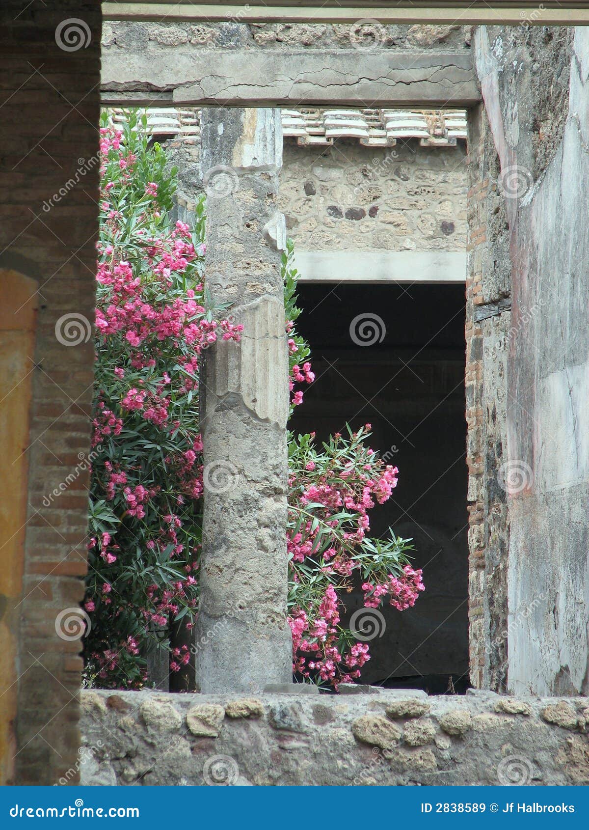 Roman Column with Pink Flowers Stock Image - Image of flowers, italy ...