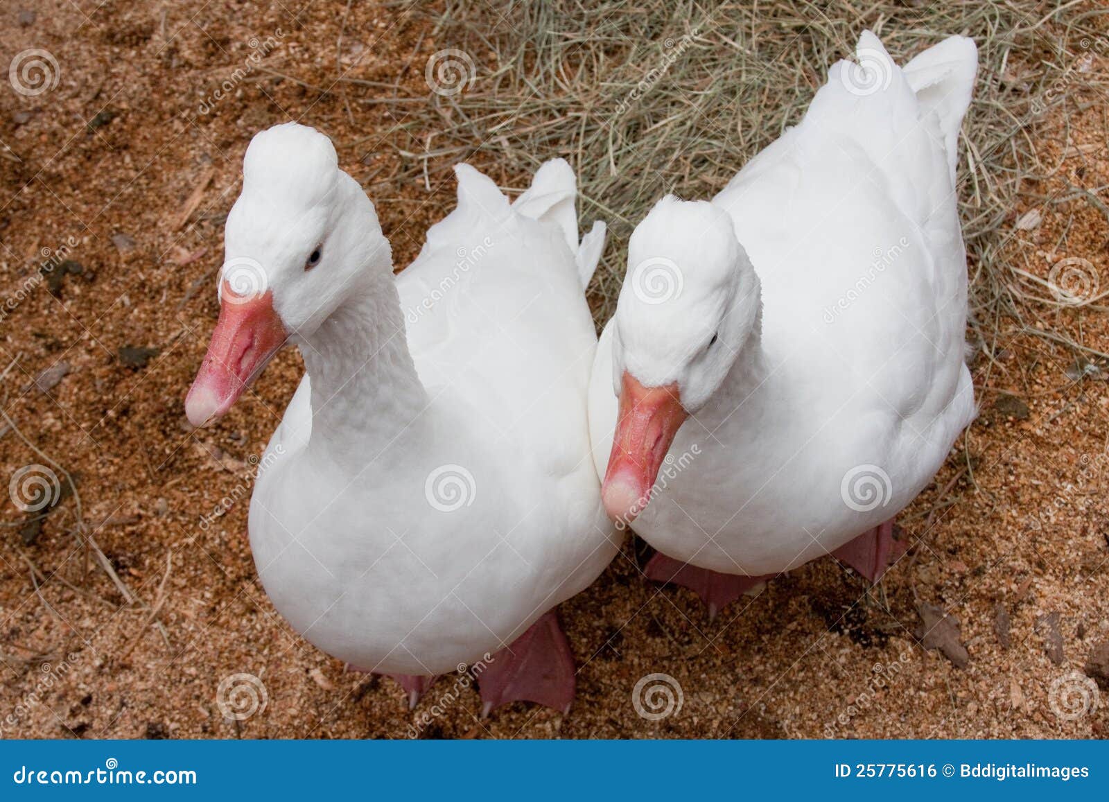 Roman Crested Geese stock photo. Image of domestic, outside - 25775616