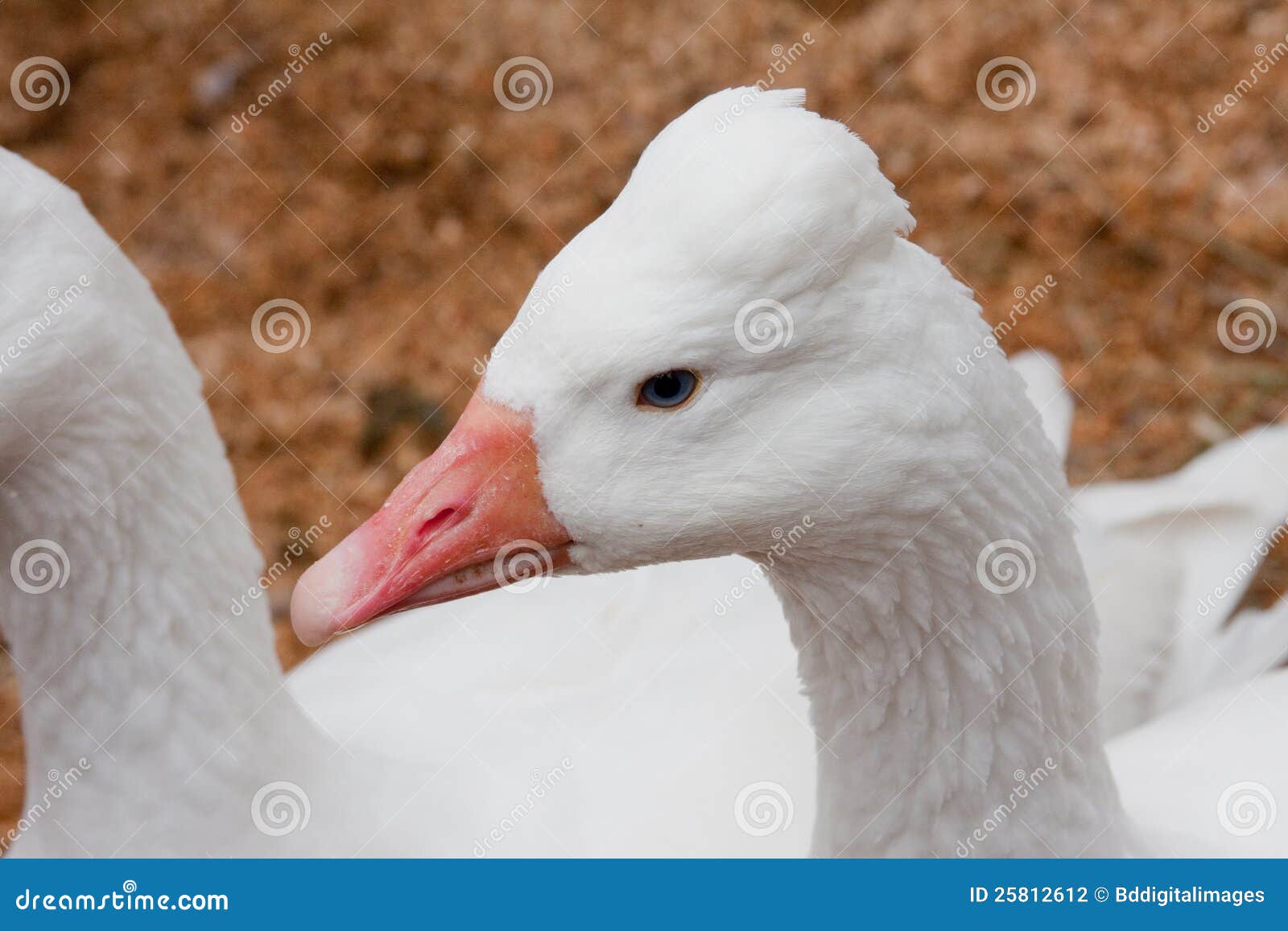 Roman Crested Geese stock photo. Image of crested, white - 25812612