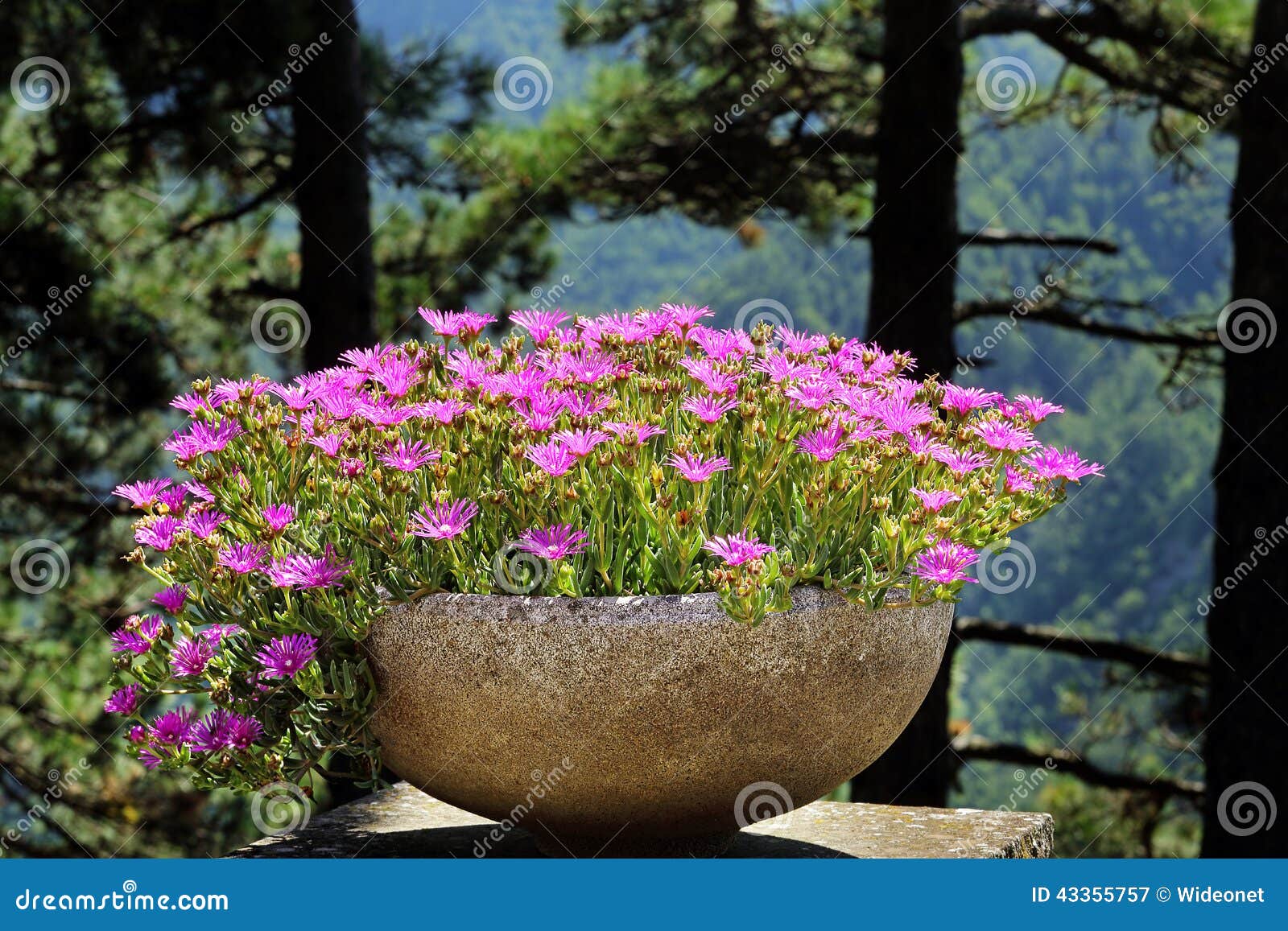 Roman Flower Pot with Flowers Stock Image - Image of leaf, bucket: 43355757