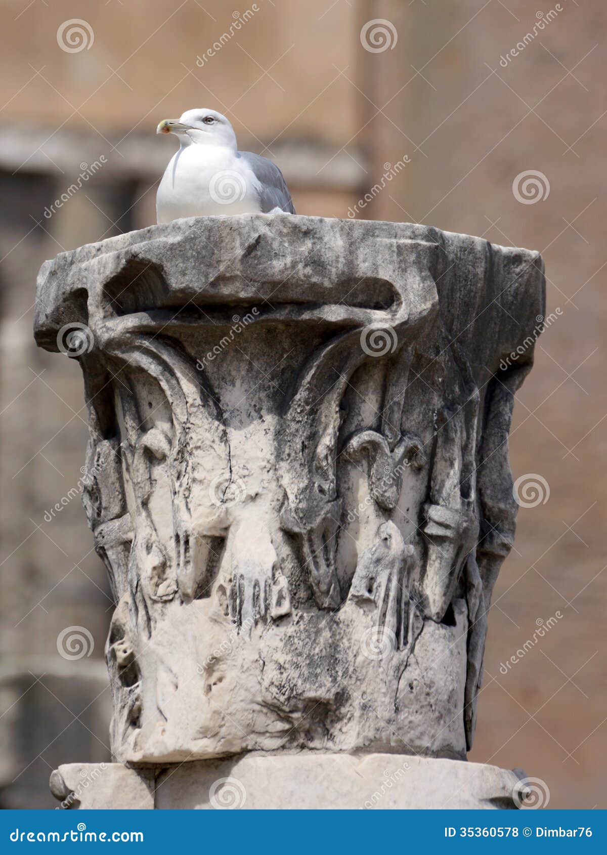 Roman Forums, Columns, Pilasters Element with the Seagull, Rome, Italy ...