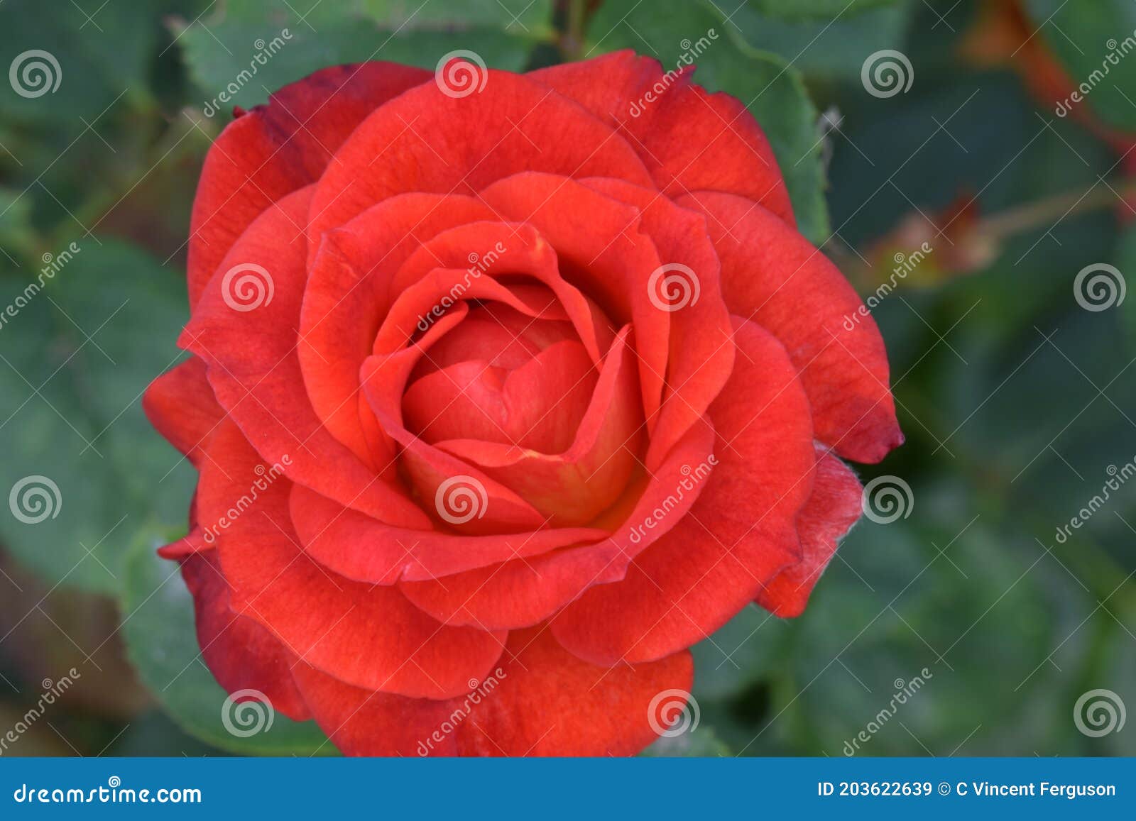 Roman Holiday Red Rose 02 stock image. Image of flower - 203622639