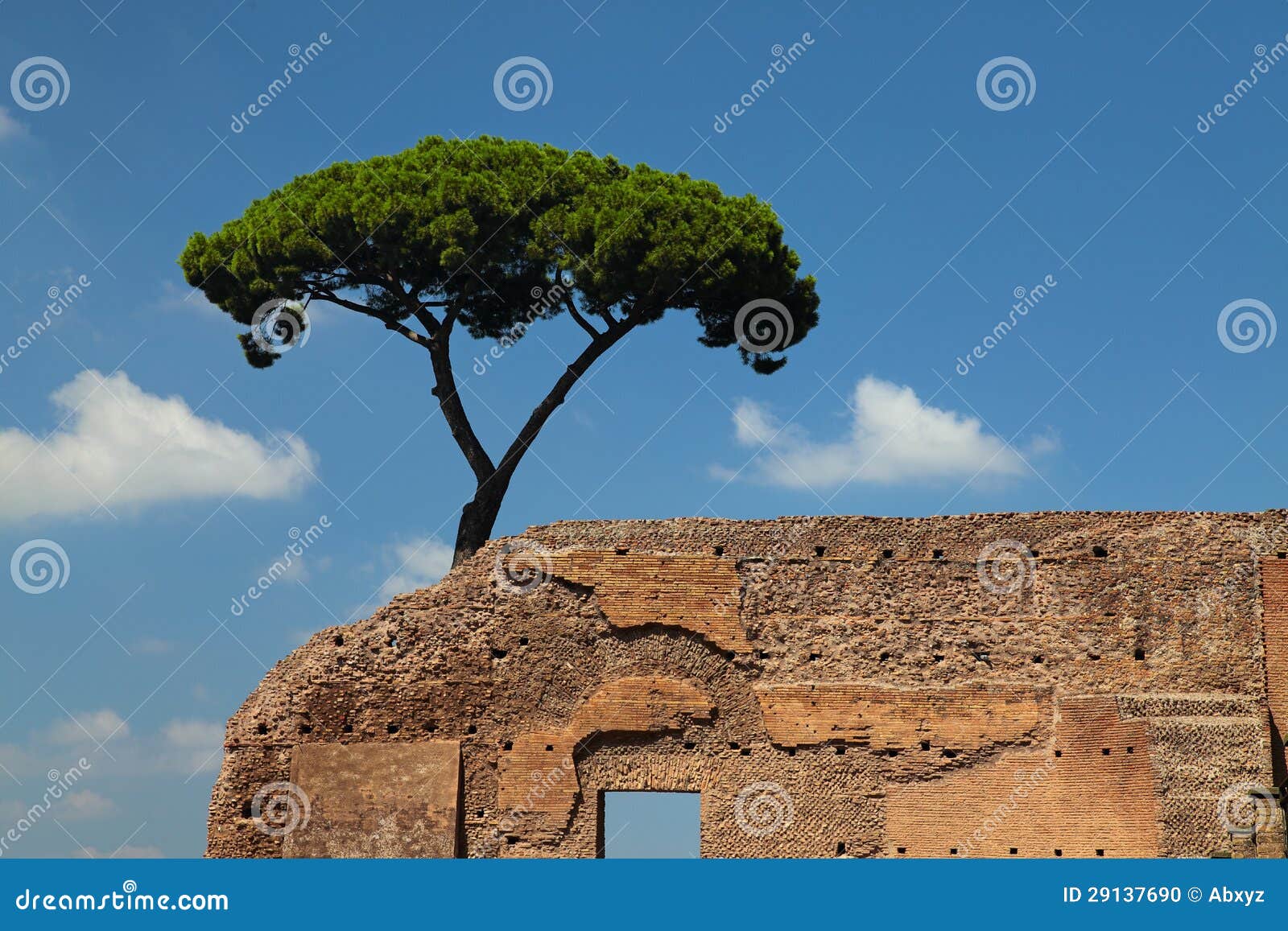 Roman pine stock photo. Image of coliseum, architecture - 29137690