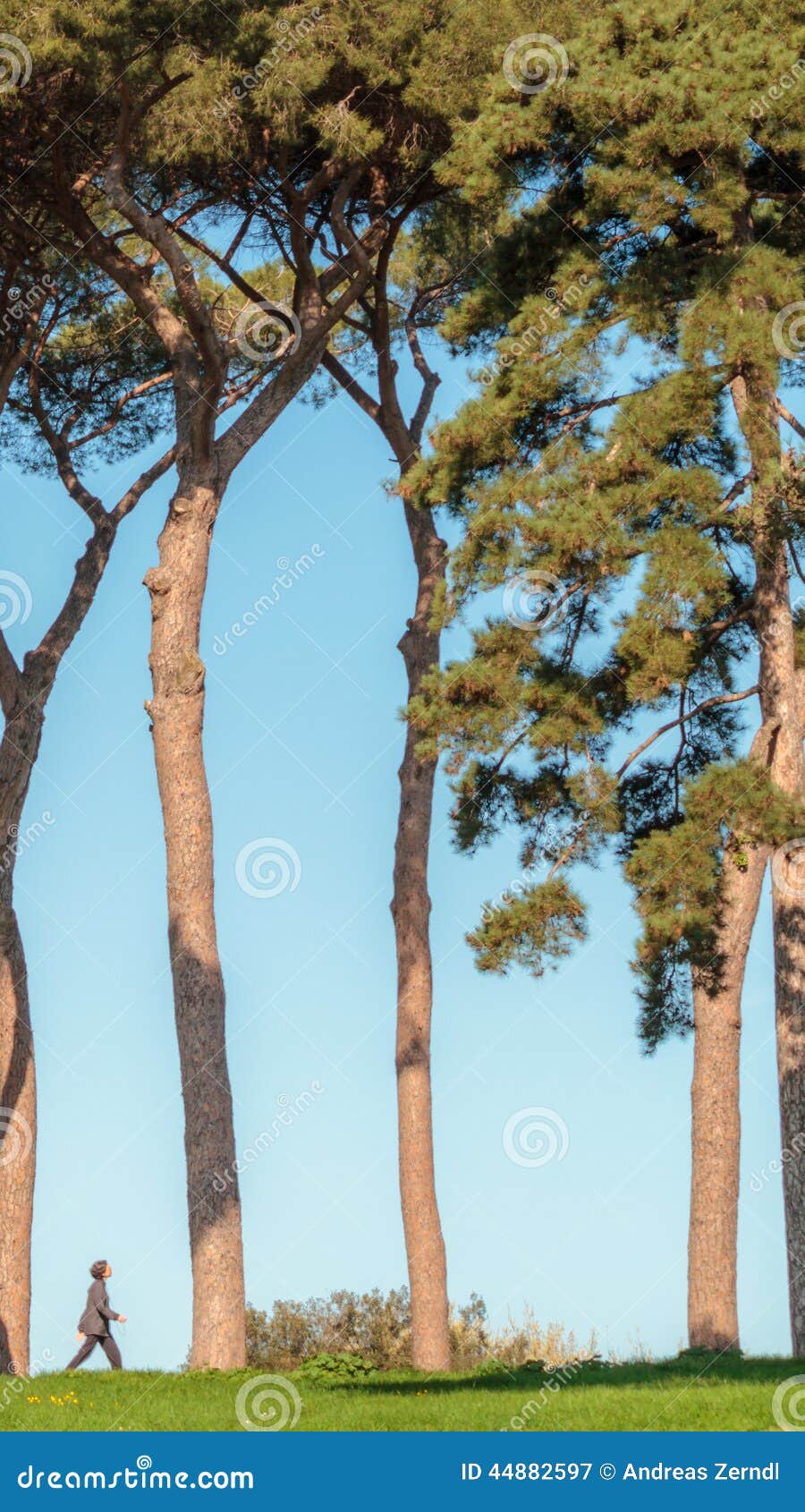 Roman Pine Trees stock image. Image of fresh, forest - 44882597