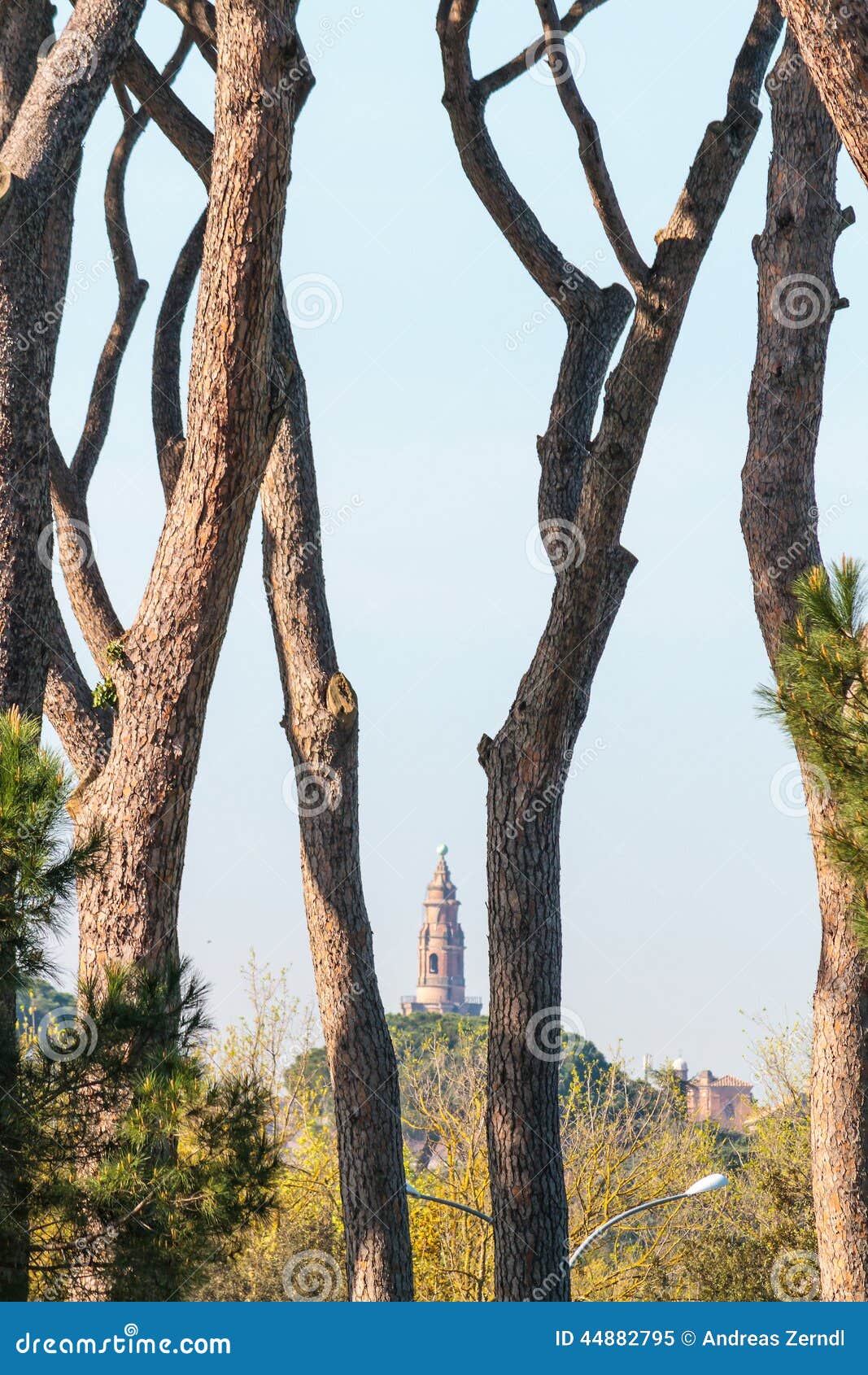 Roman Pine Trees stock image. Image of pine, rome, forest - 44882795
