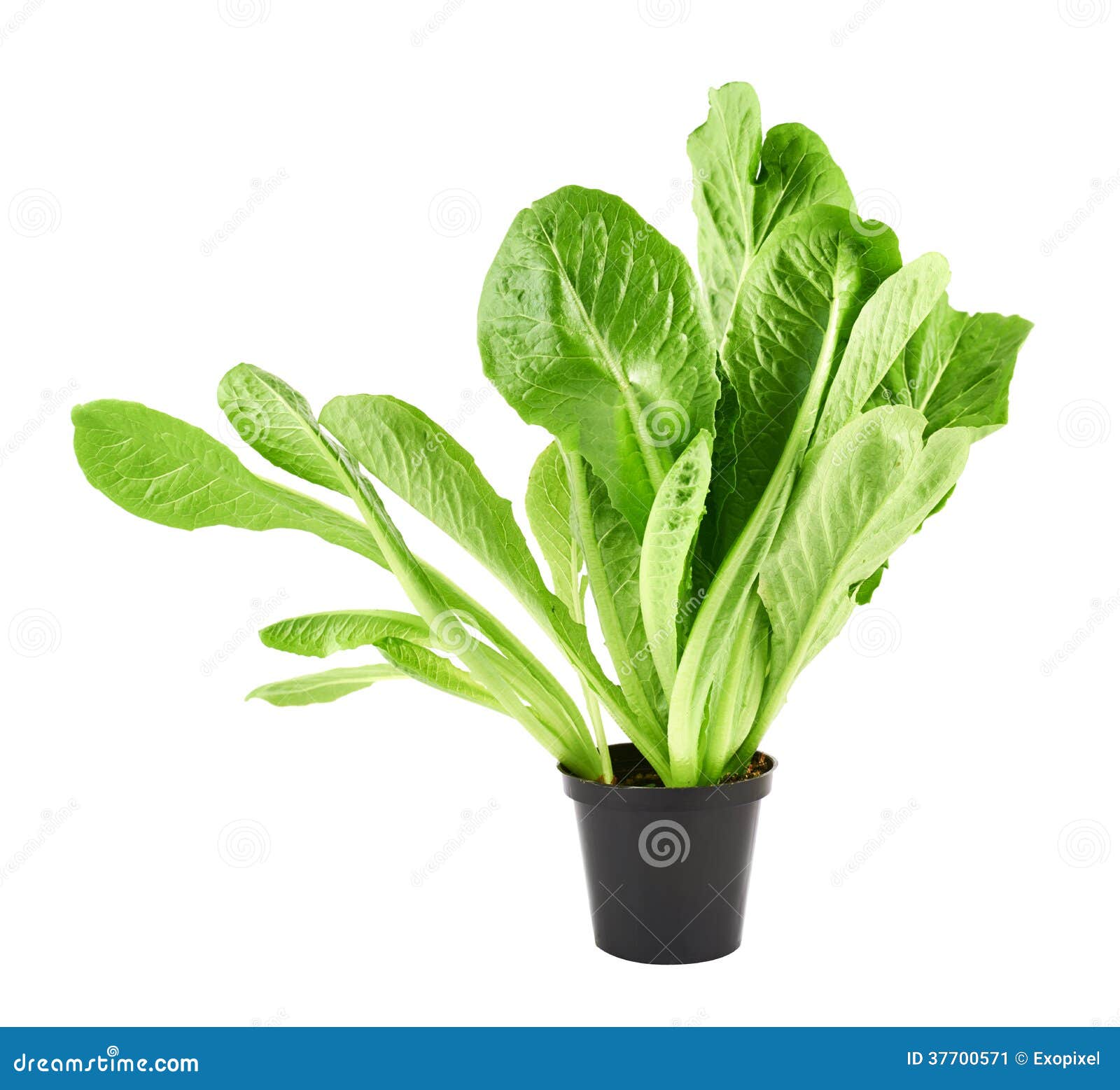 Roman Salad Lettuce Leaves Isolated Stock Image - Image of background ...