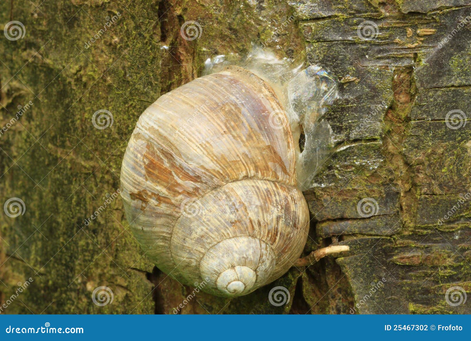 Roman snail stock photo. Image of vineyard, nature, land - 25467302