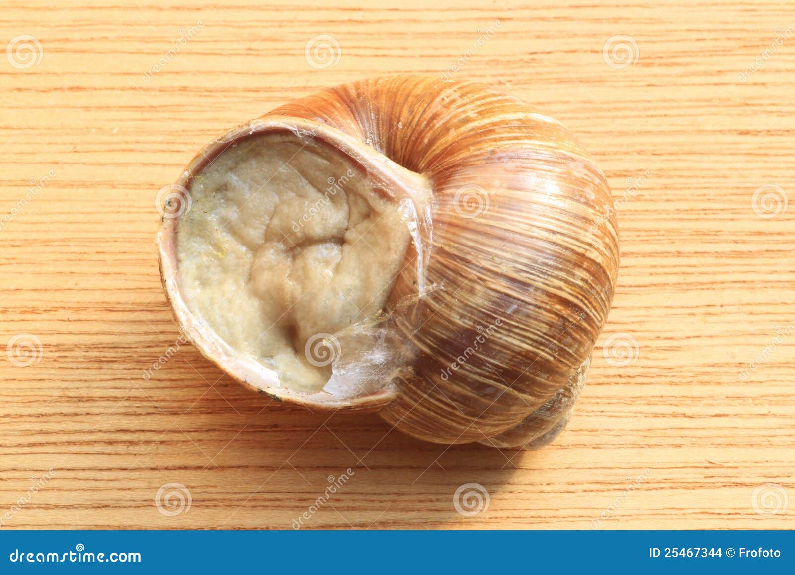 Roman snail stock photo. Image of snail, roman, mollusk - 25467344
