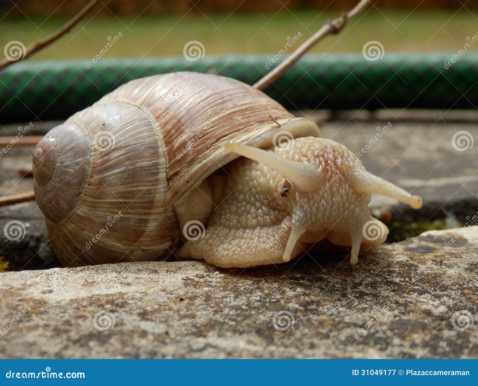 Roman Snail stock image. Image of close, edible, food - 31049177