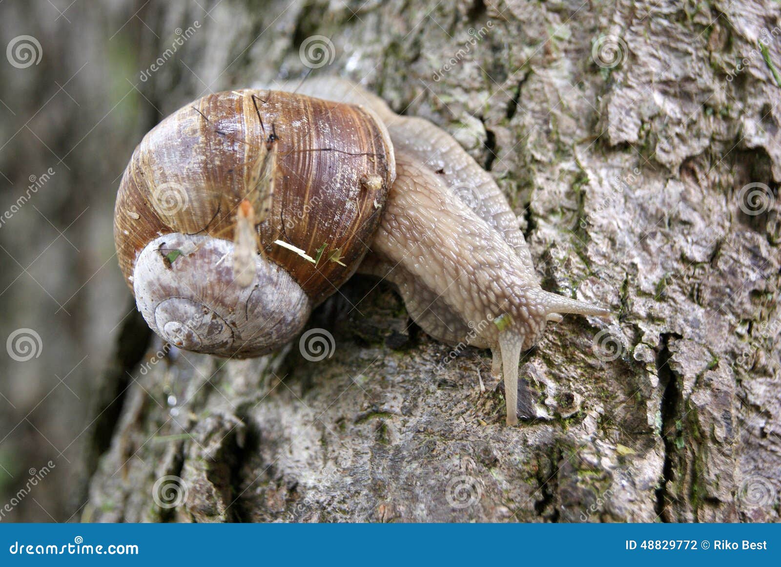 Roman Snail on Tree Close Up Stock Photo - Image of leaf, helix: 48829772