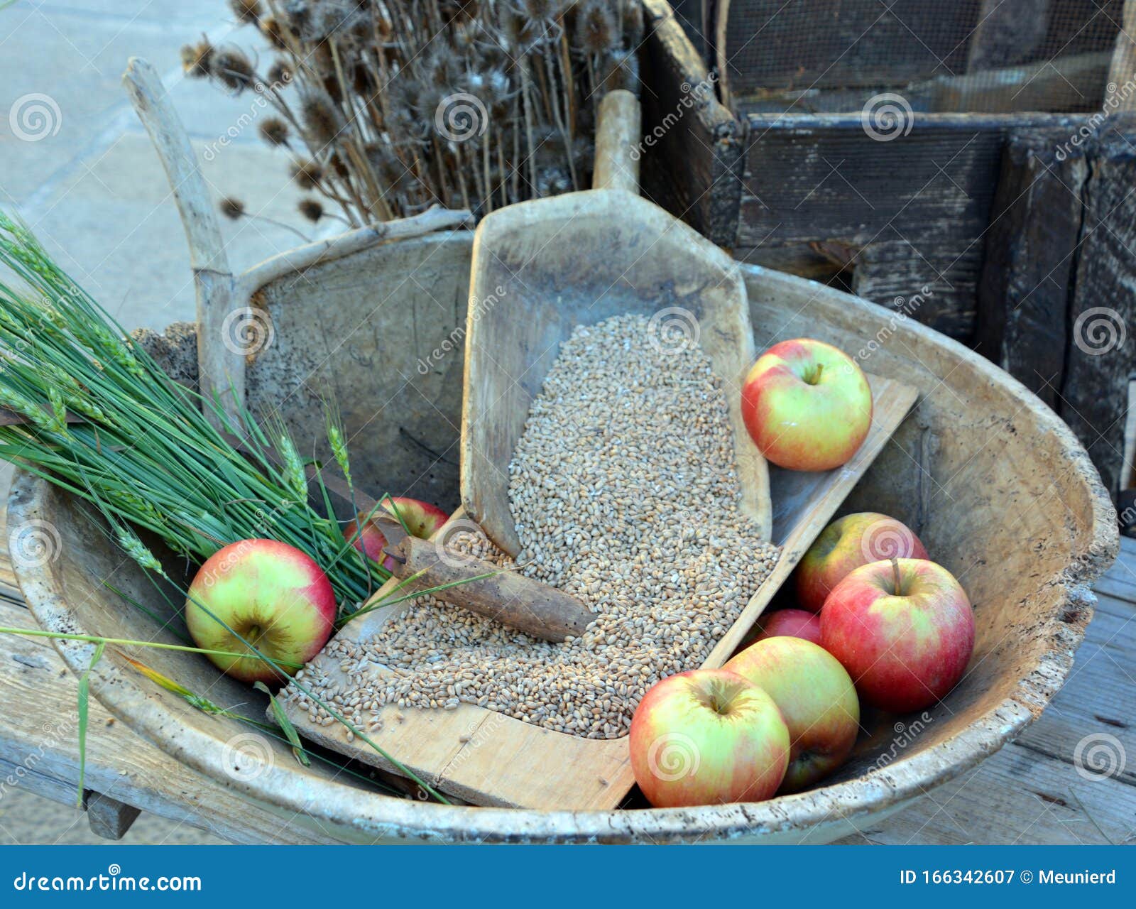 Roman time harvest stock image. Image of diet, freshness - 166342607