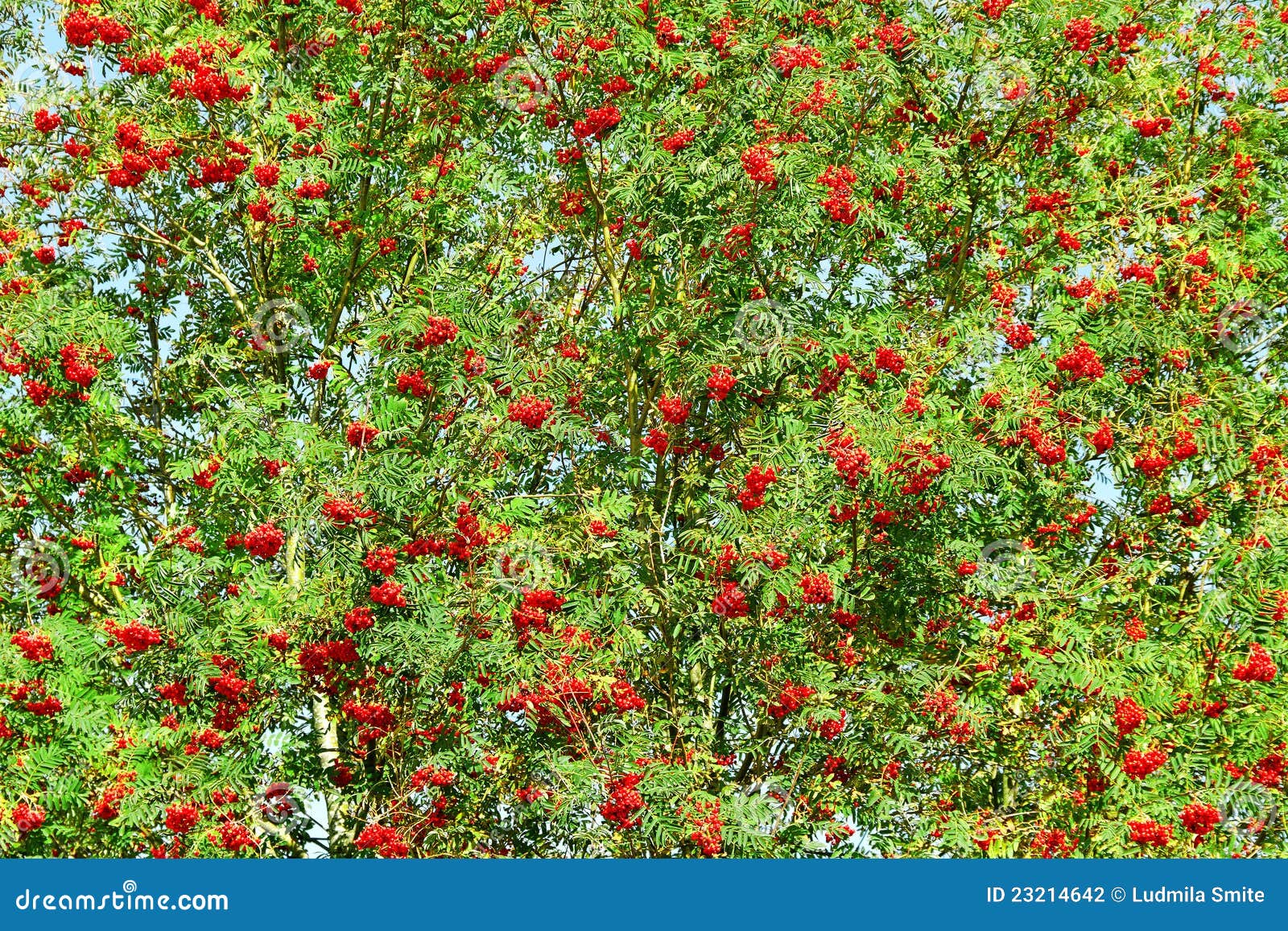 Roman tree. stock photo. Image of summer, autumn, leaf - 23214642