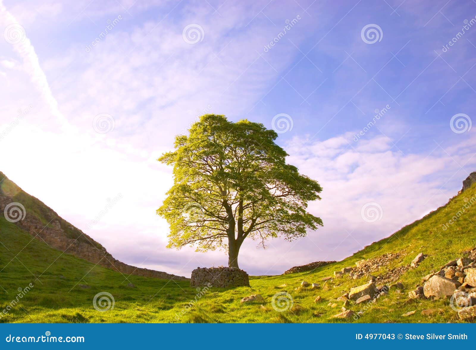 Roman tree I stock image. Image of scotland, ruin, northumbria - 4977043