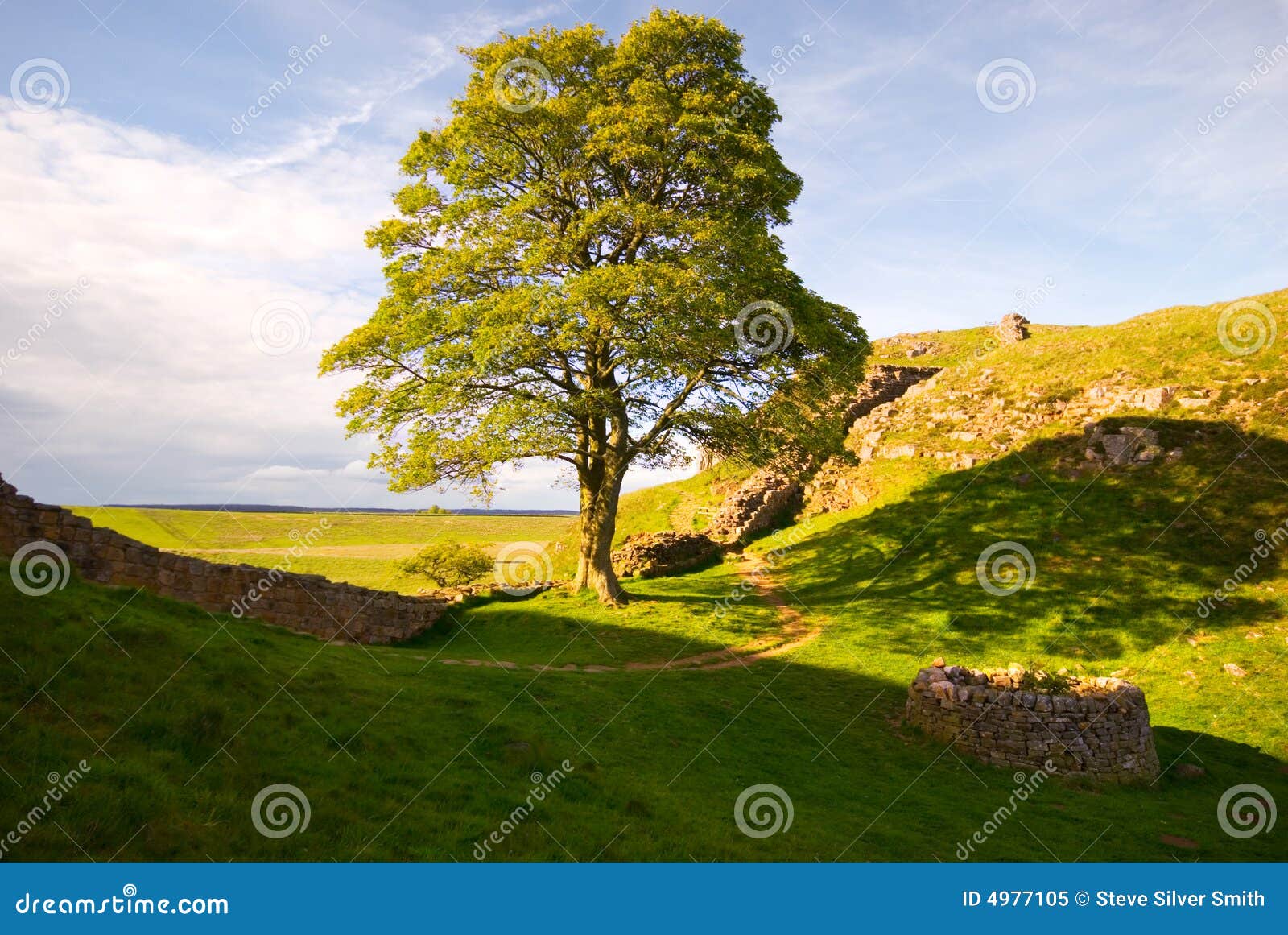 Roman tree II stock image. Image of remote, empire, pink - 4977105