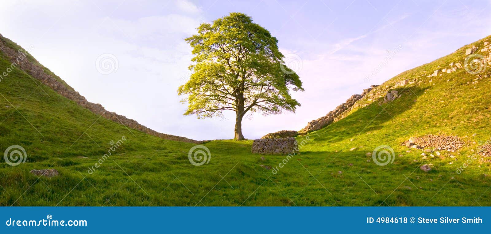 Roman tree III stock photo. Image of england, blue, scottish - 4984618