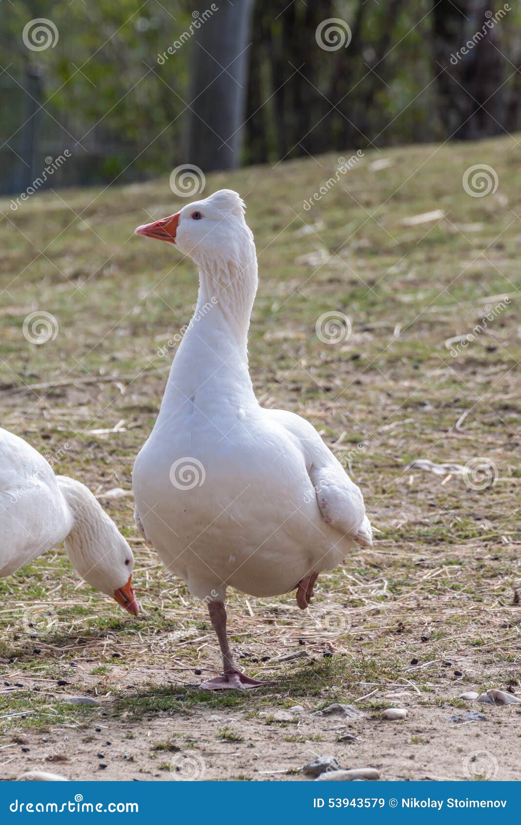 Roman tuffed goose stock image. Image of crest, tufted - 53943579