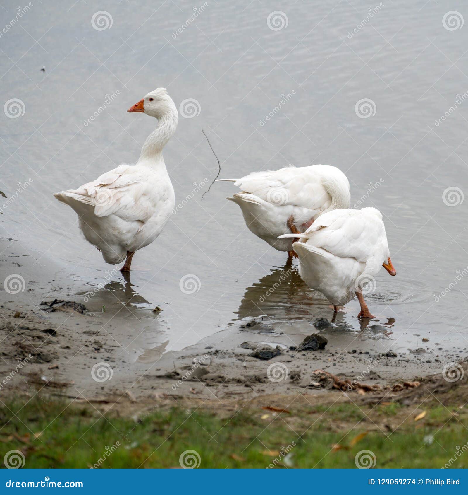 Roman Tufted Geese in the Danube Delta Romania Stock Photo - Image of ...