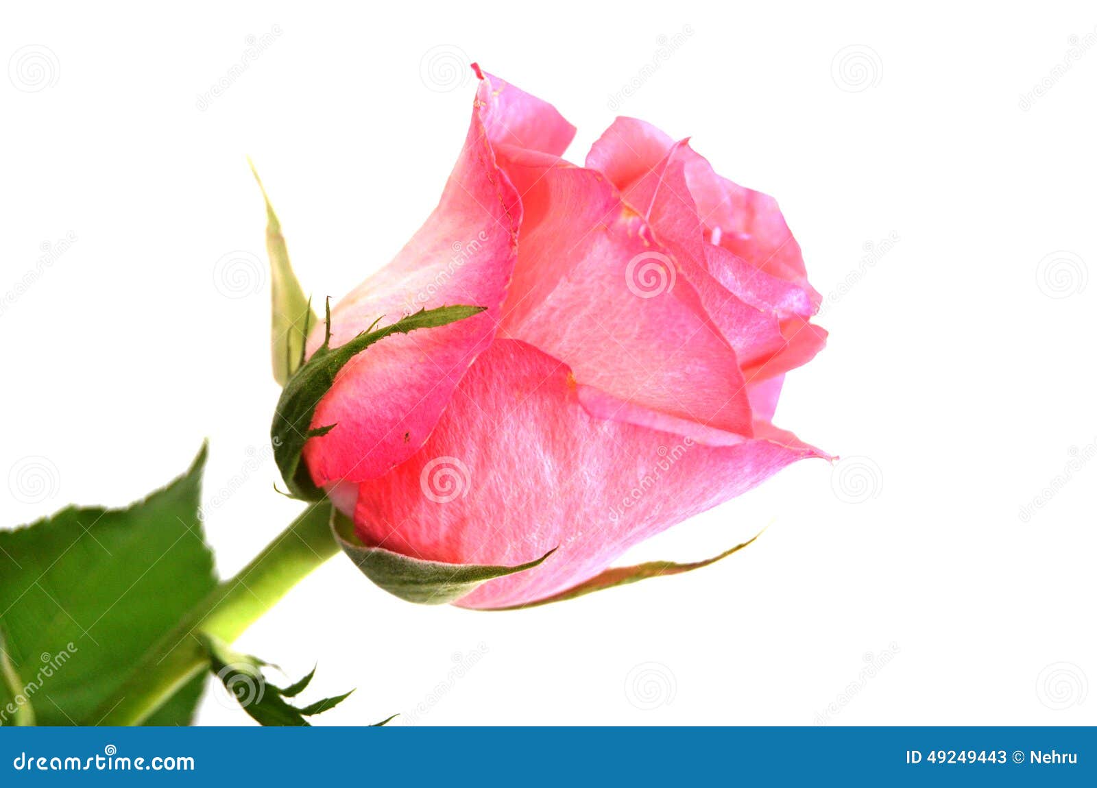 Romance cor-de-rosa imagem de stock. Imagem de romance - 49249443
