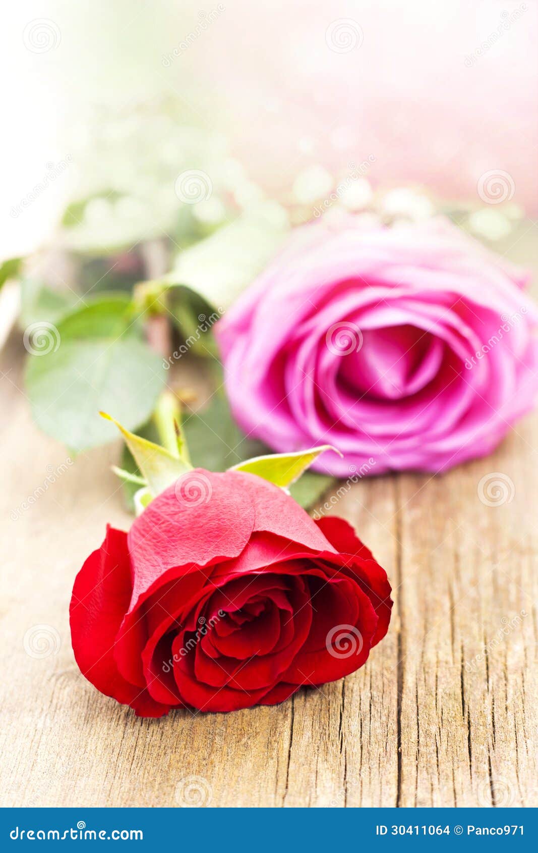 Romance e rosas foto de stock. Imagem de bonito, rosa - 30411064