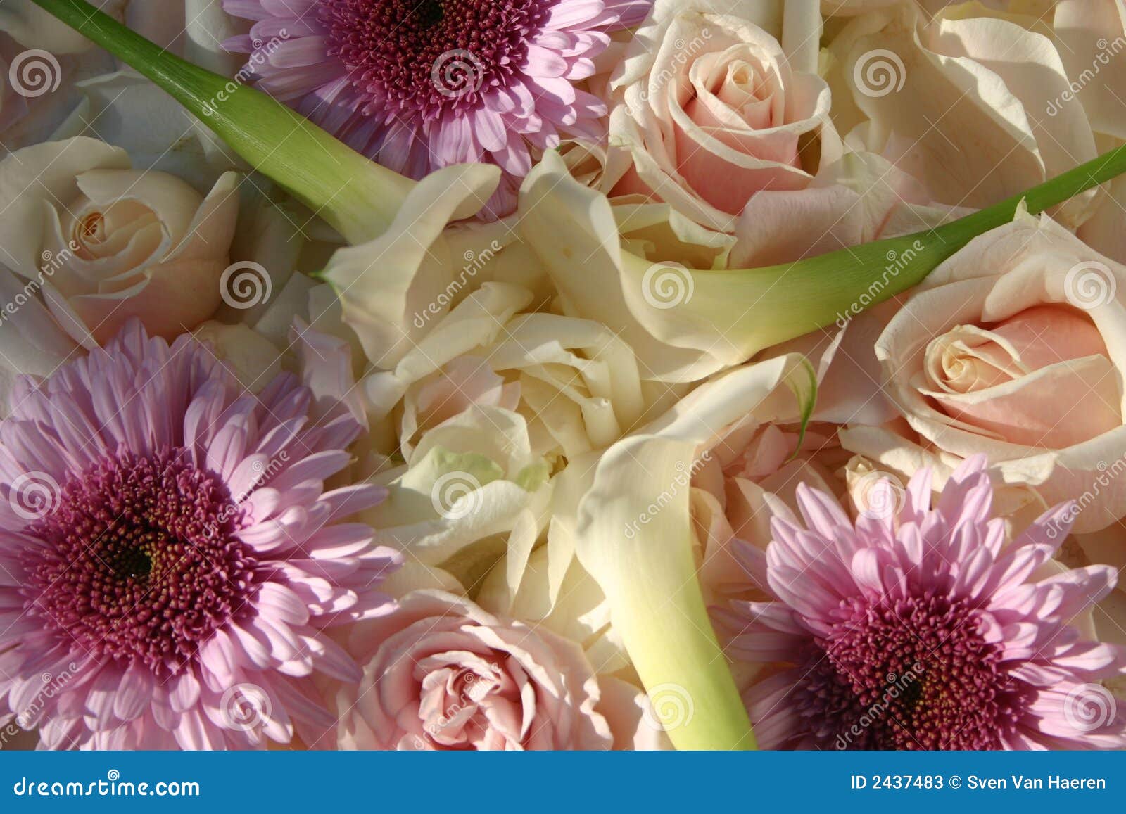 Romance En Blanco Y Color De Rosa Imagen de archivo - Imagen de amor ...