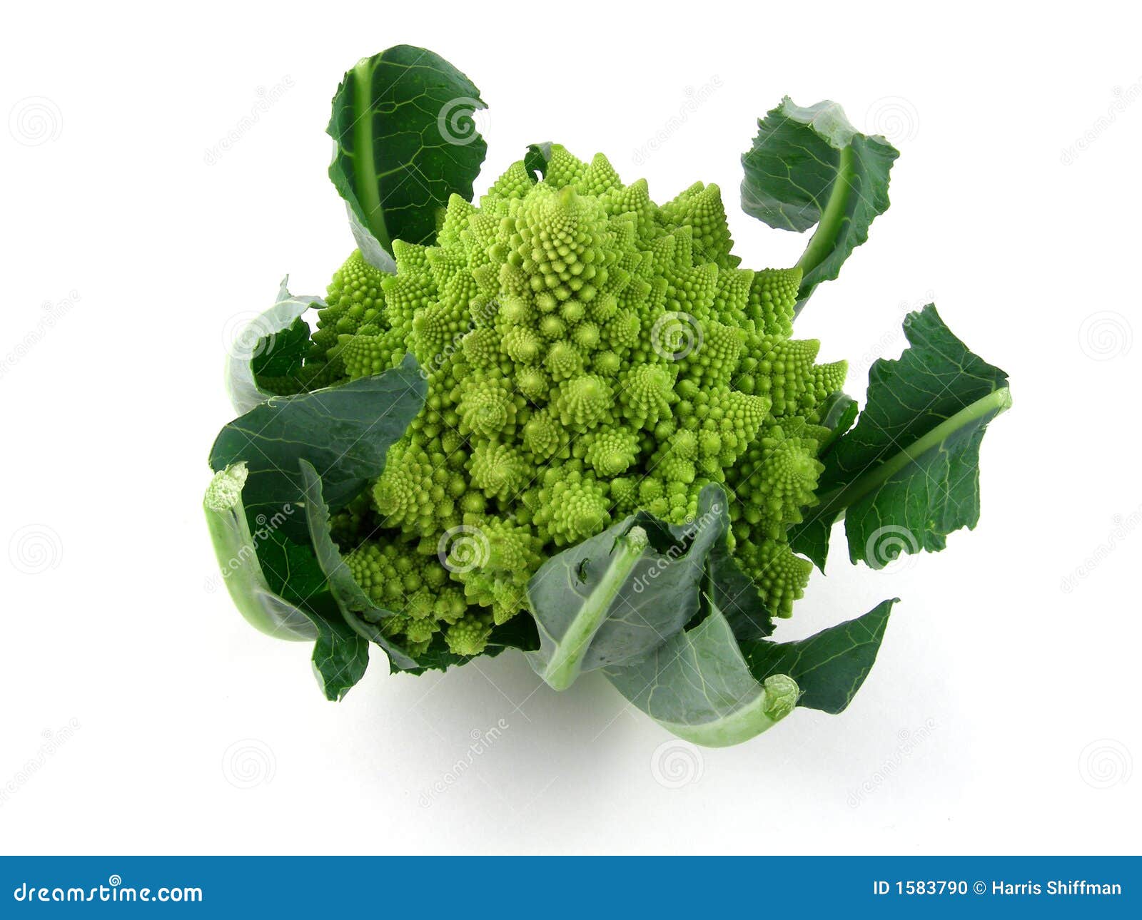 Romanesco stock photo. Image of broccoli, vegetable, head - 1583790