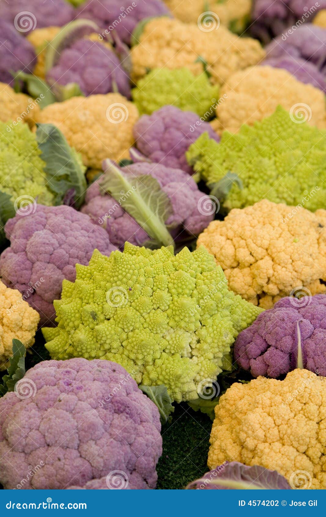 Romanesco Broccoli 2 stock photo. Image of vegetable, cauliflower - 4574202