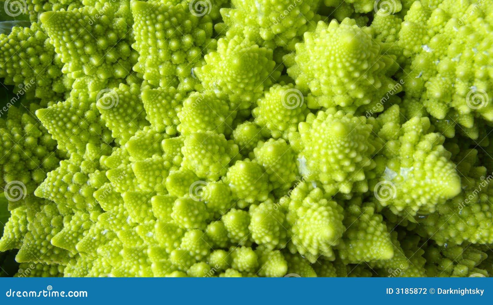 Romanesco broccoli stock photo. Image of green, health - 3185872