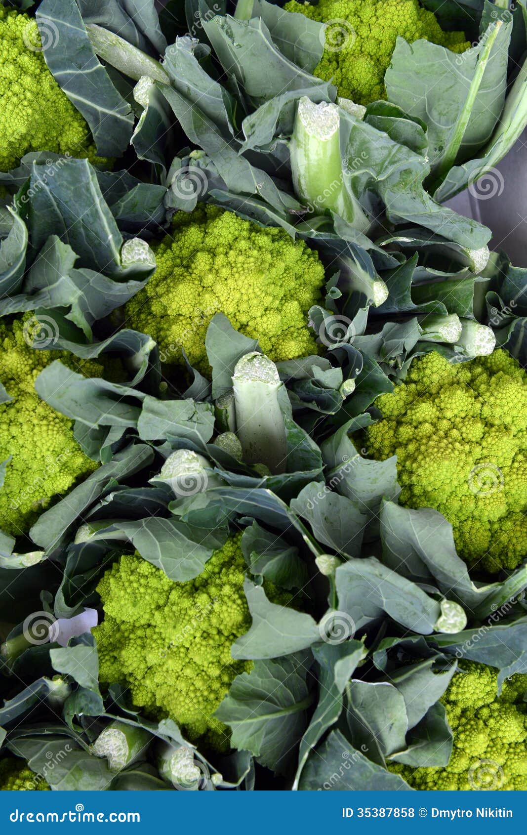 Romanesco broccoli cabbage stock photo. Image of ingredient - 35387858
