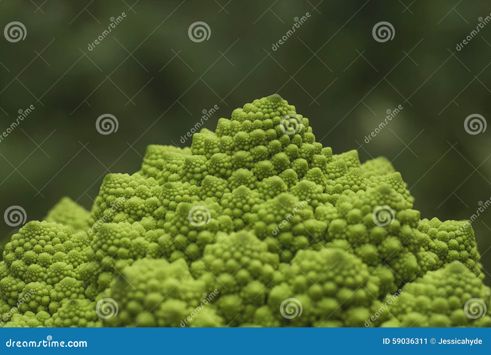Romanesco broccoli stock image. Image of nature, buds - 59036311