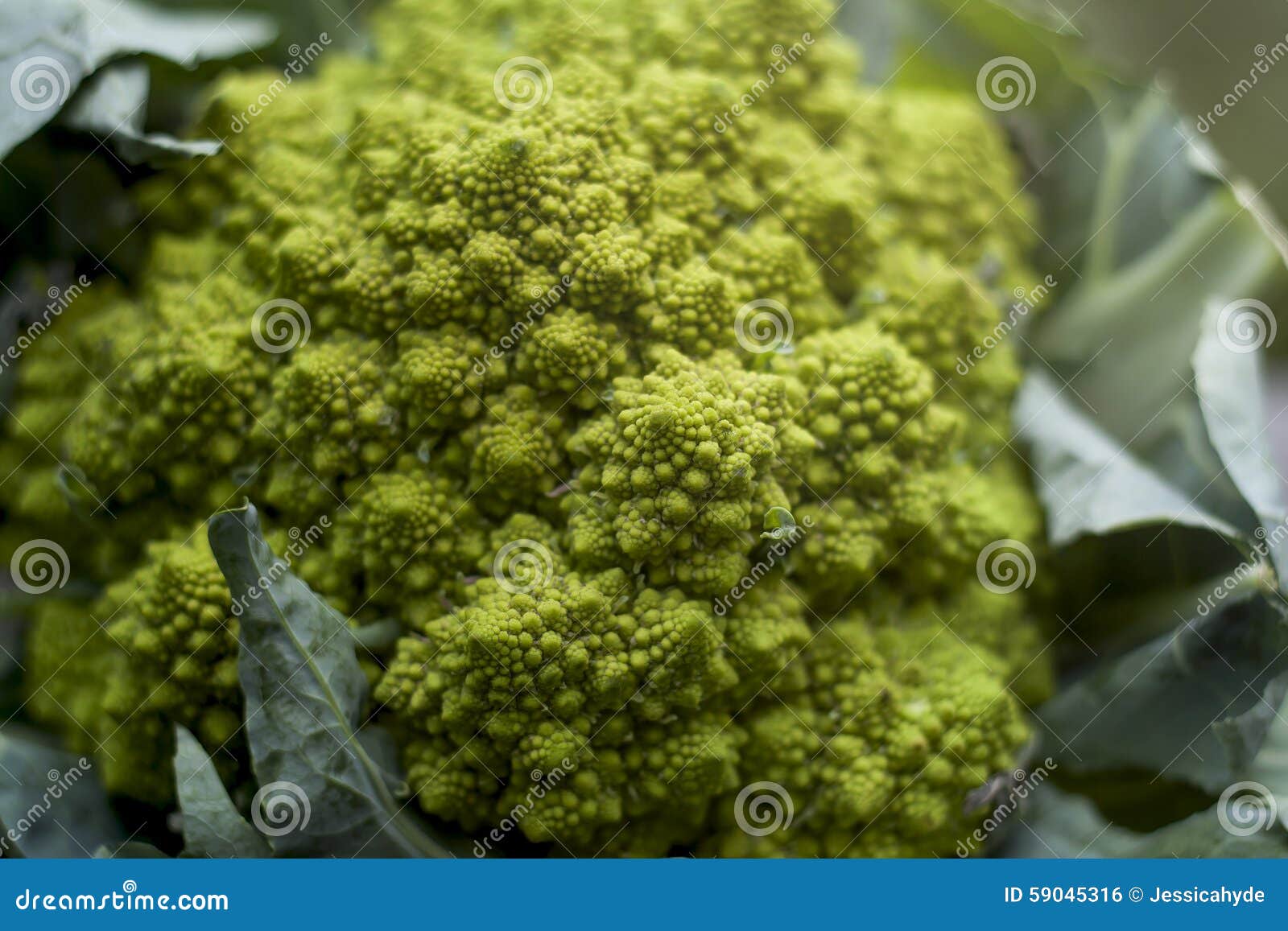Romanesco broccoli stock photo. Image of fractal, local - 59045316
