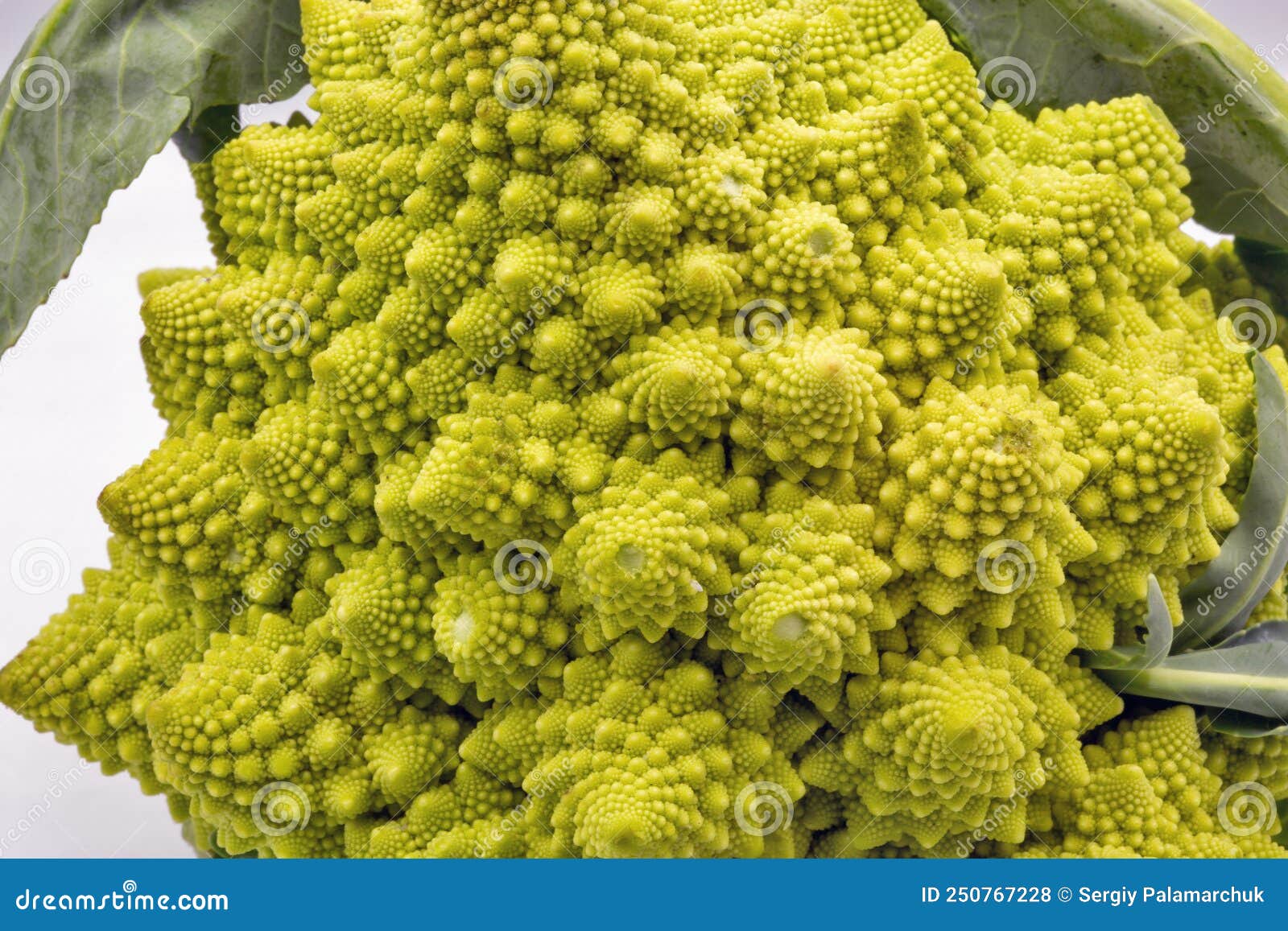 Romanesco Broccoli or Roman Cauliflower Closeup Stock Photo - Image of ...